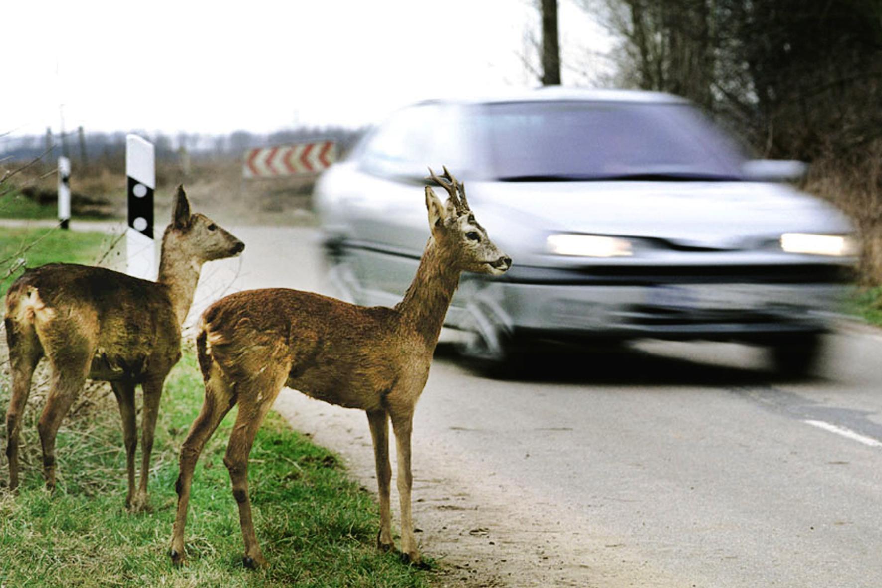 Wildunfall: Was man wissen sollte