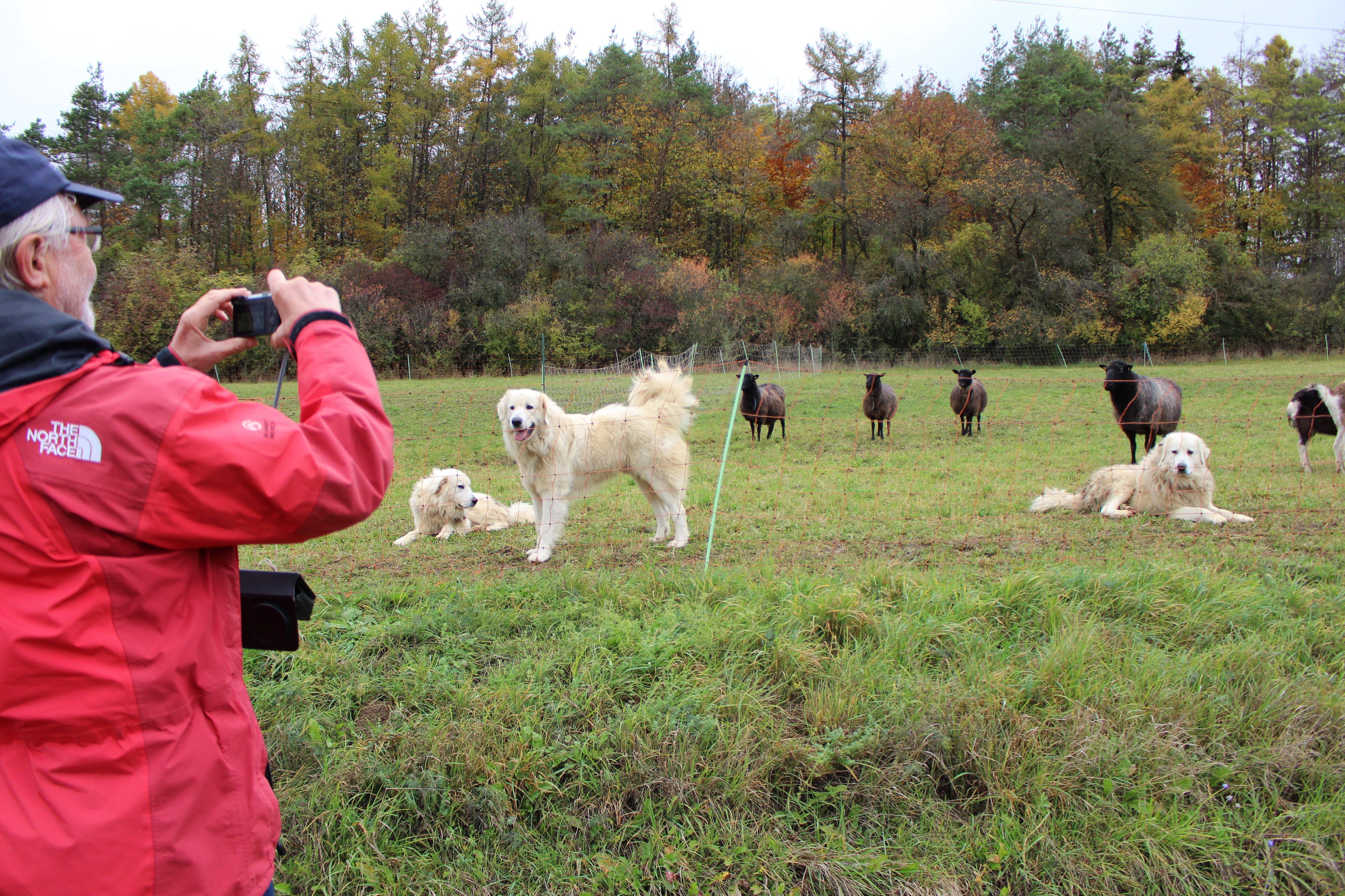Das sind Herdenschutzhunde und ihre Aufgaben