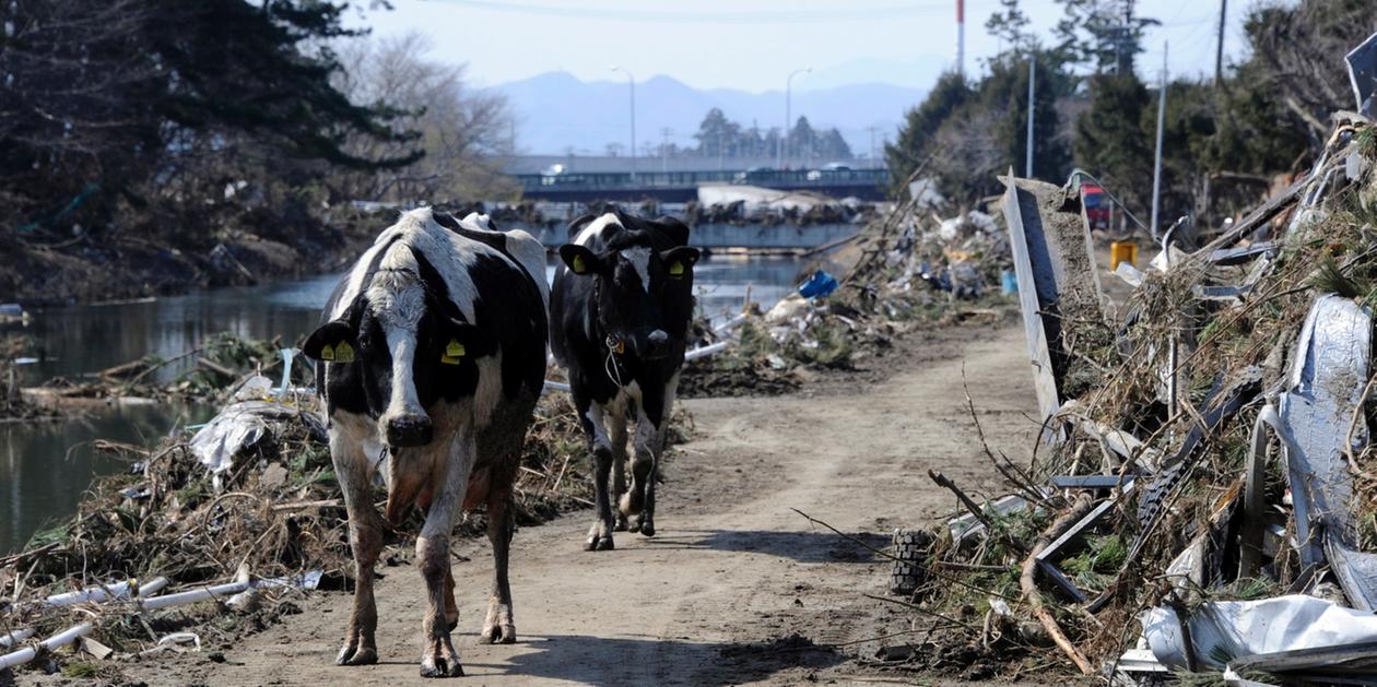 Fukushima: Die Chronik einer Katastrophe Fukushima: Die Chronik einer Katastrophe