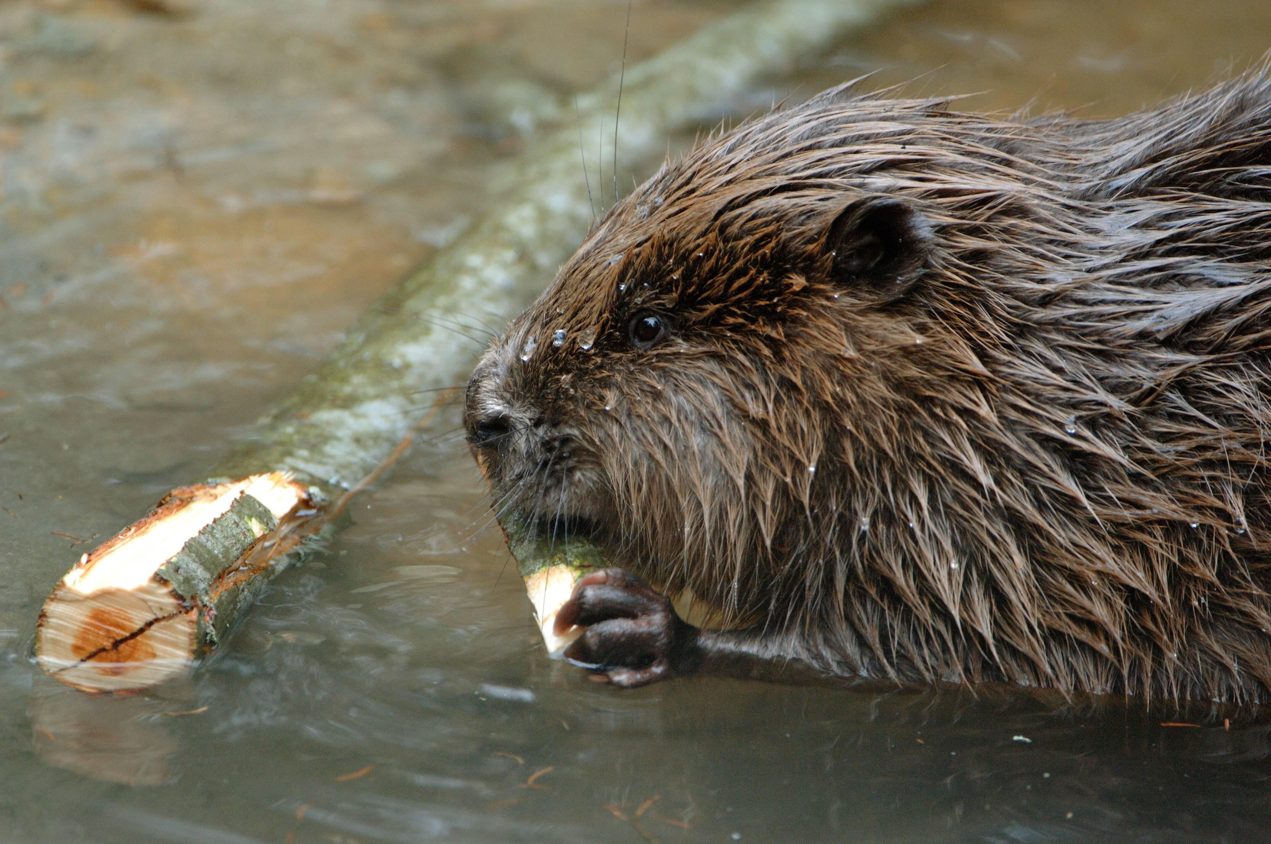 Acht Fakten über den Biber
