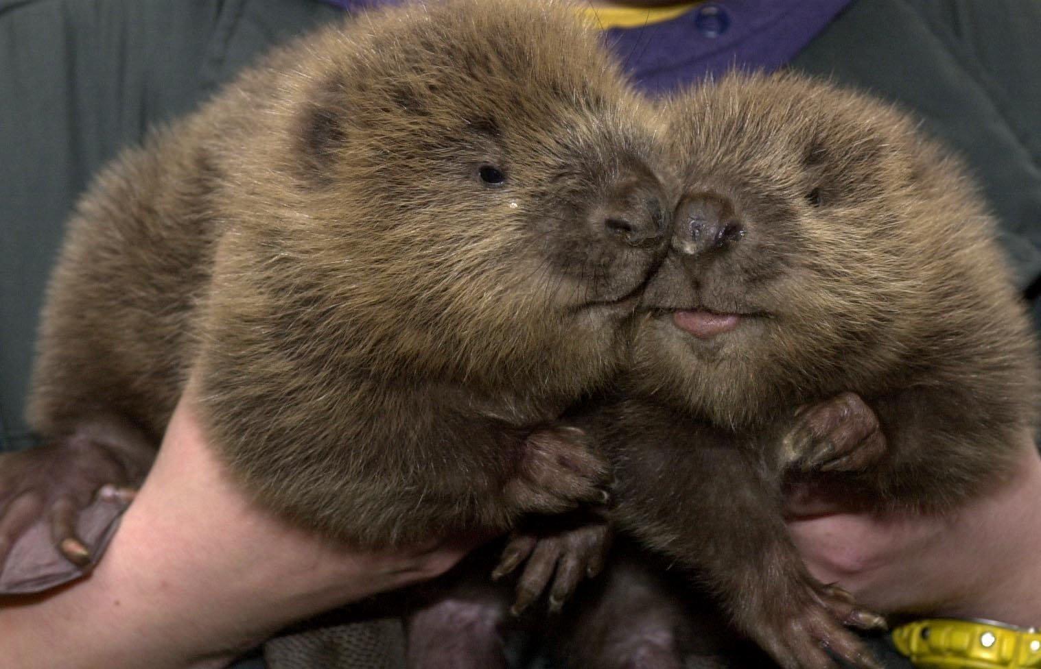 Acht Fakten über den Biber