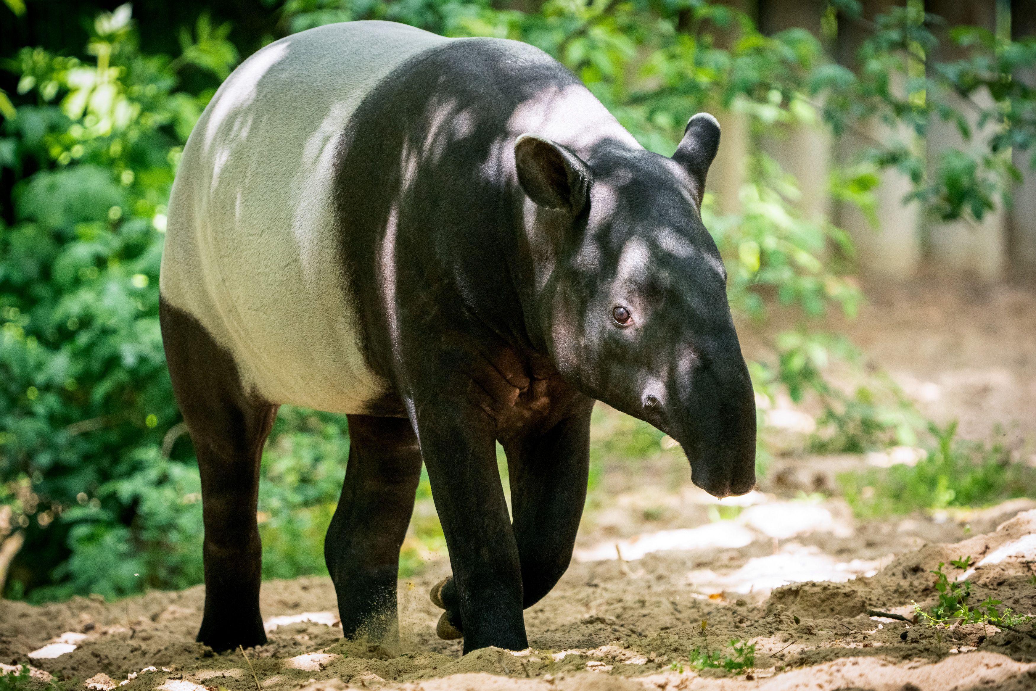 Tiergarten Nürnberg nimmt Abschied von Pinola