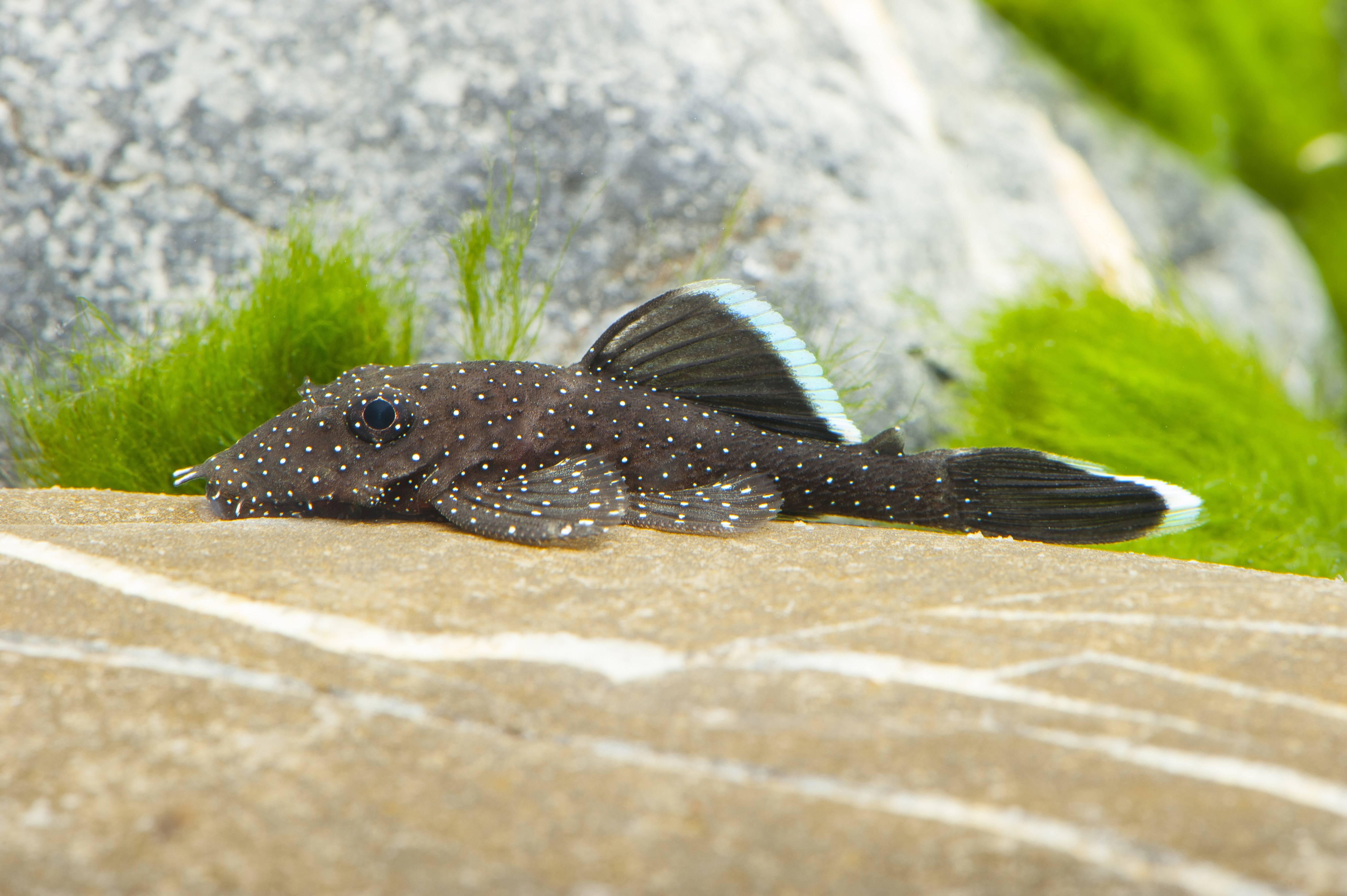 Schokoladenhai, Mondfisch und Laternenträger: Das sind die Fische mit ...