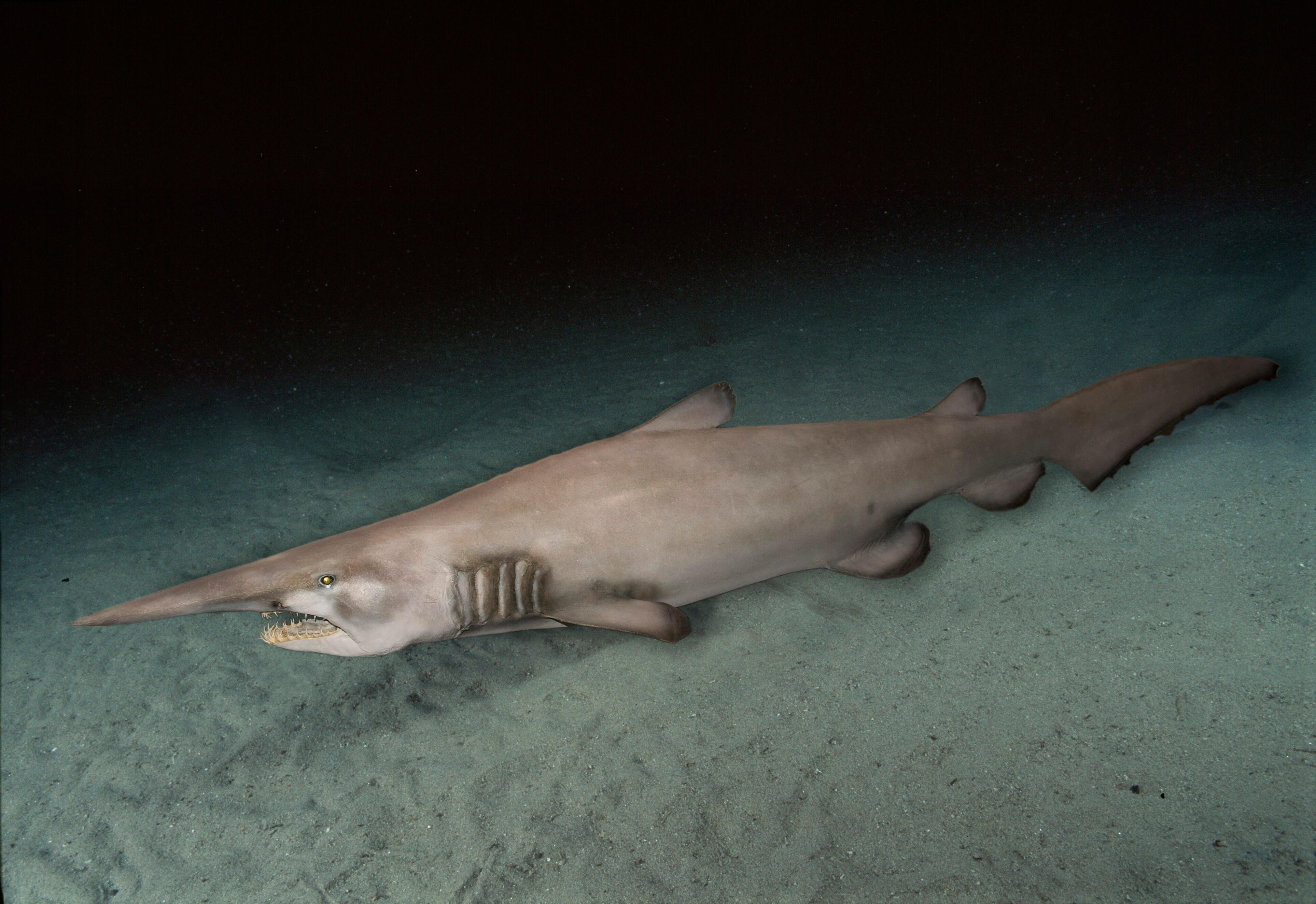 Schokoladenhai, Mondfisch und Laternenträger: Das sind die Fische mit ...