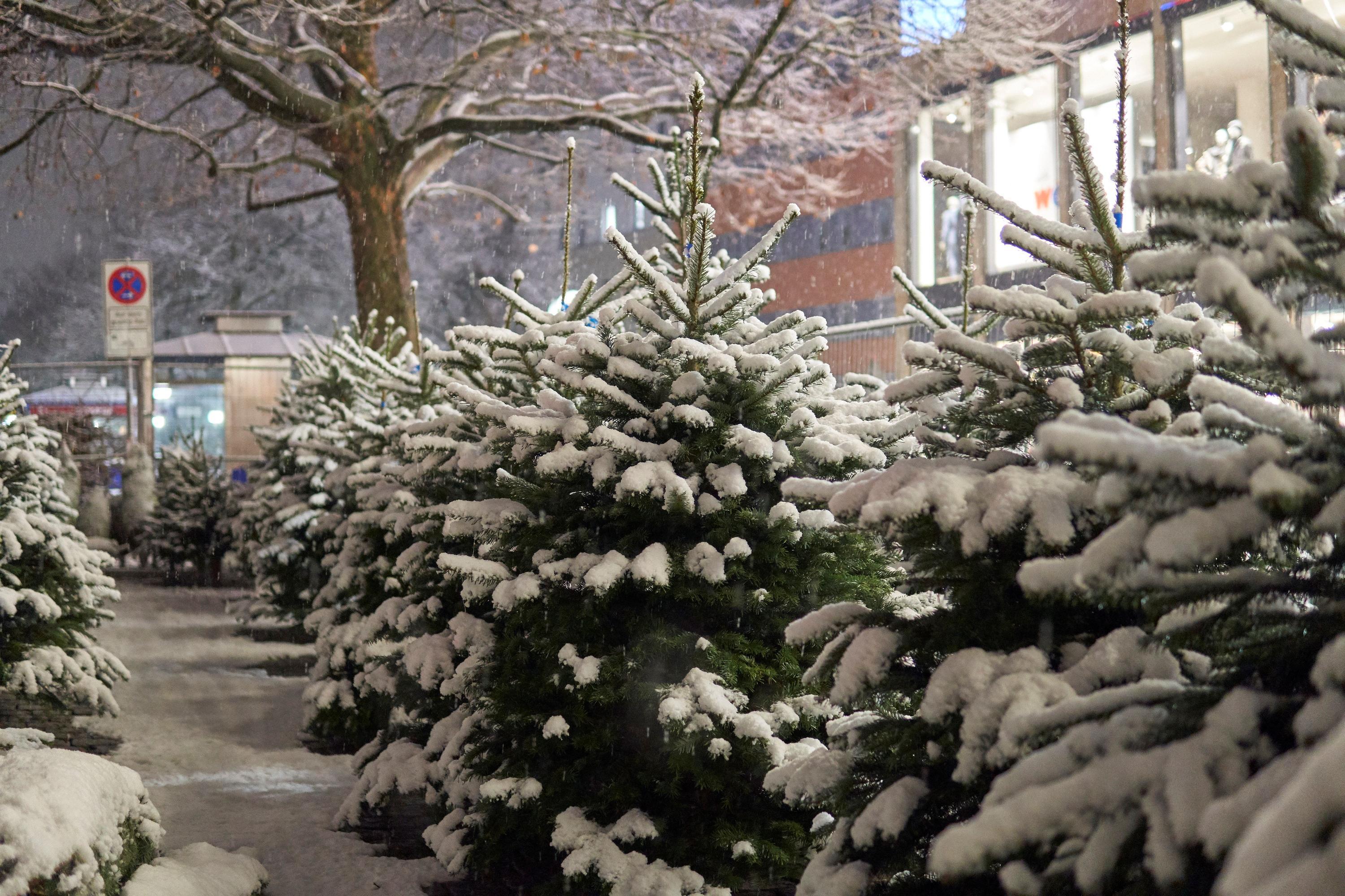 Keine Lappalie: Diebe stehlen in Erlangen 94 Weihnachtsbäume