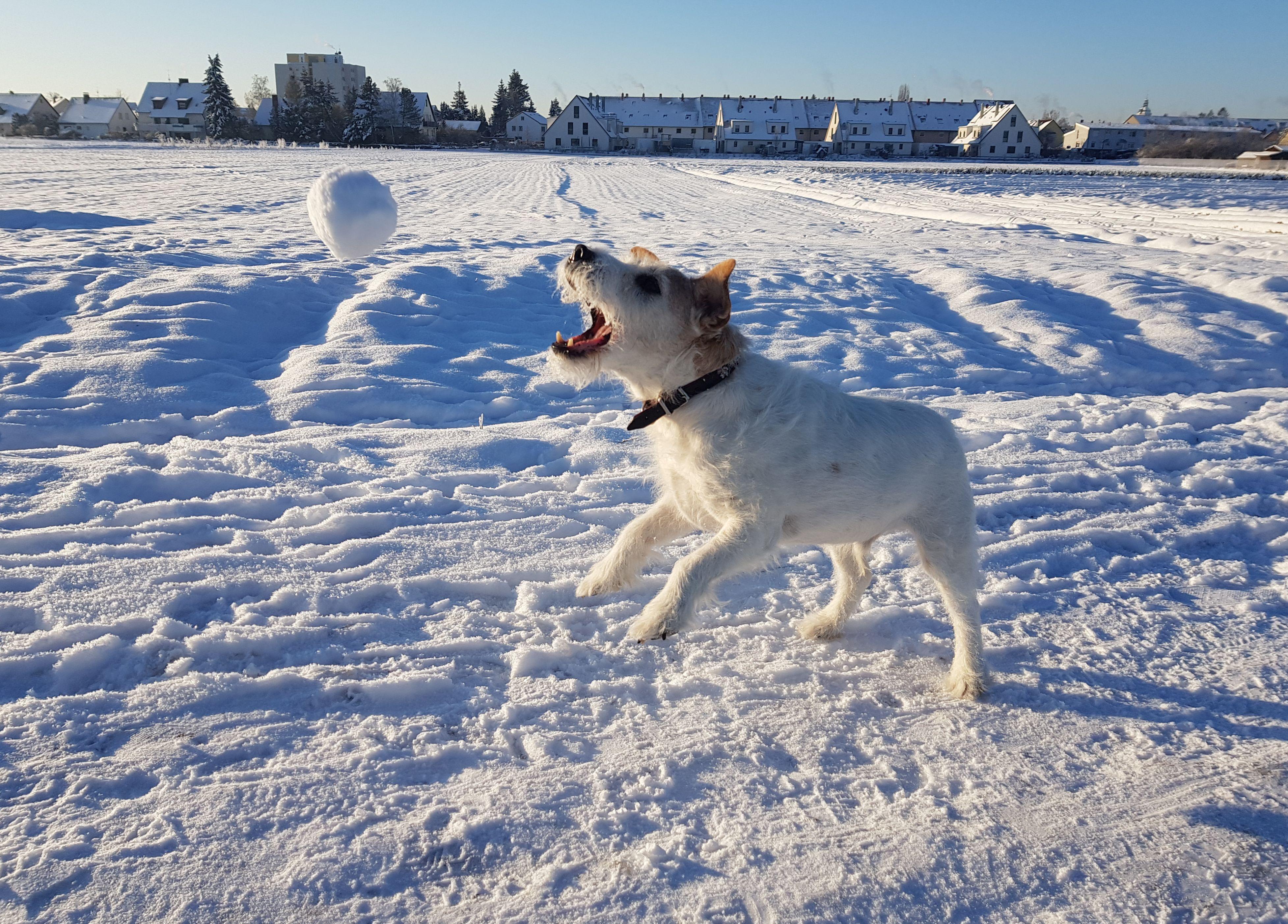 Alles über Kälte: Deshalb wird die Nase rot! Darum zittern wir!