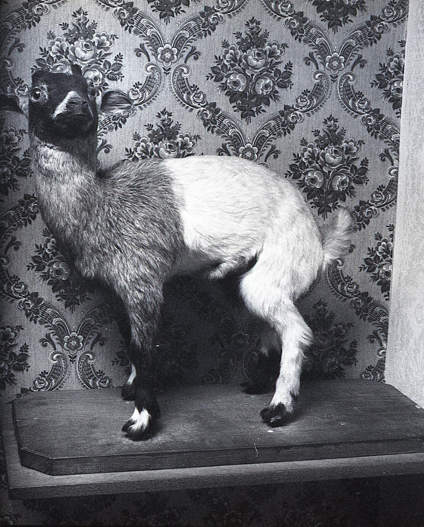 Der Bock von Pilsach: Übermut brach DJK-Maskottchen "Gustav" das Genick