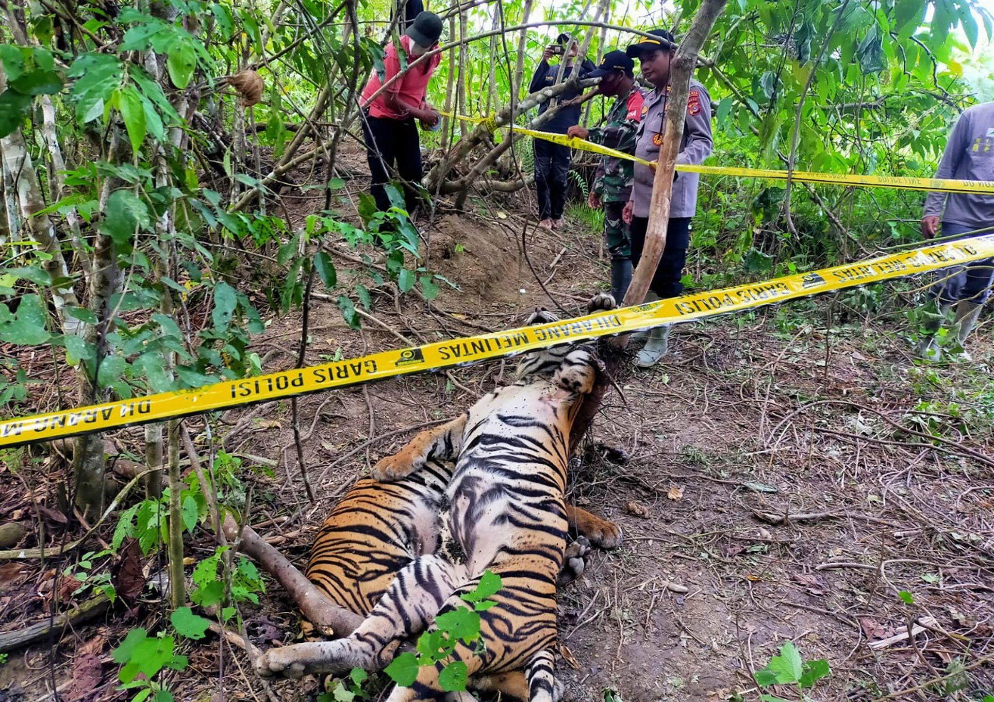 Drei seltene Sumatra-Tiger tot in Fallen gefunden