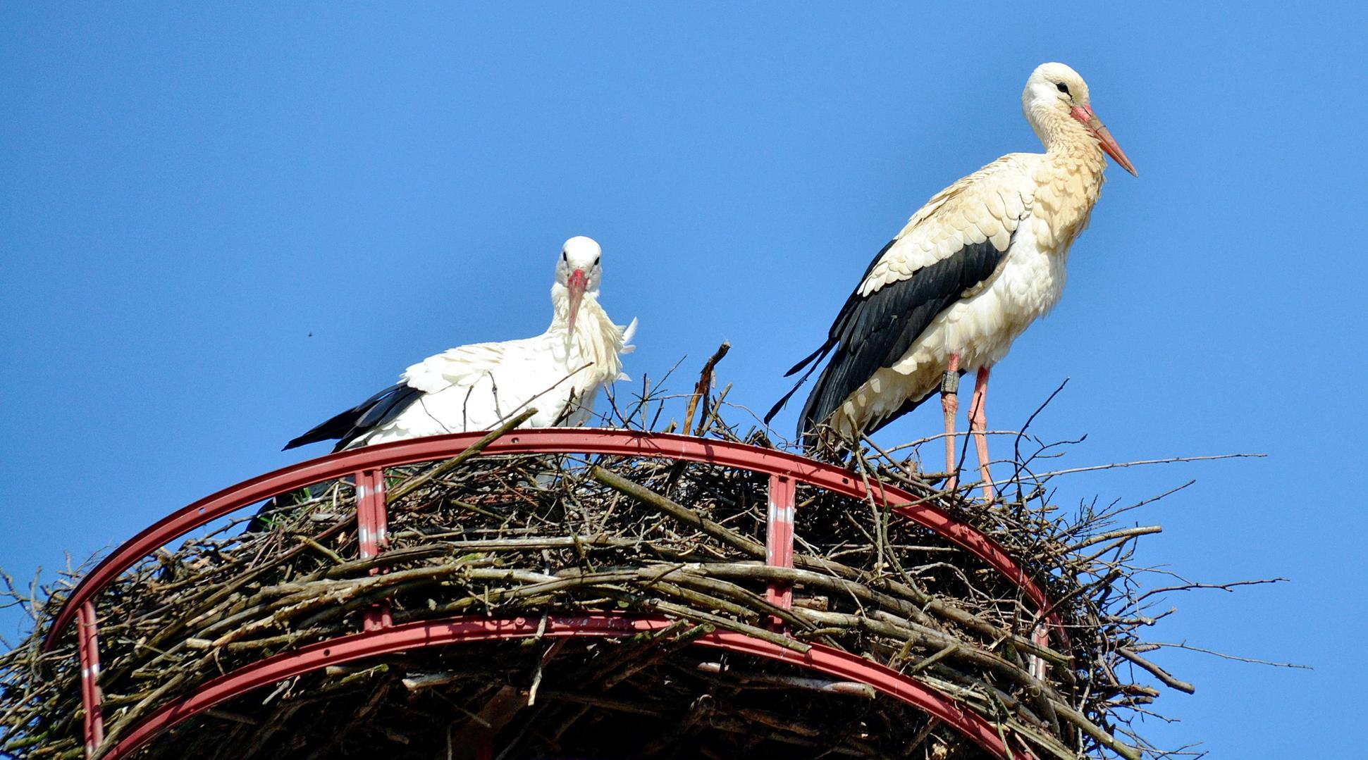 Entscheidung per Stichwahl: Franzens neue Frau heißt Gunda