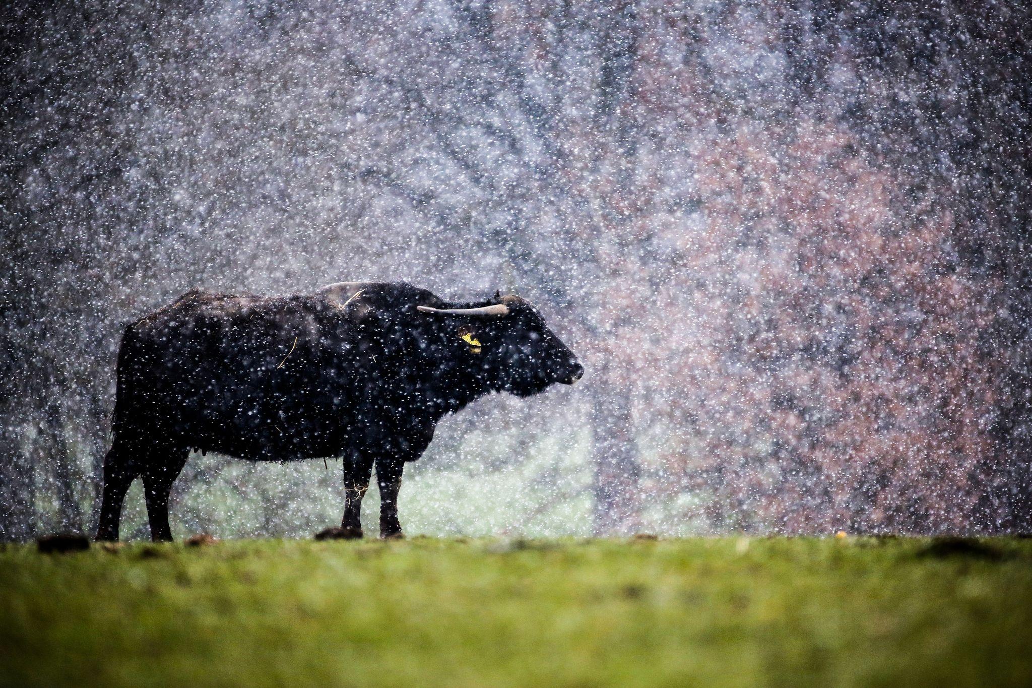 Büffel und Feuchtgebietr: Wiesenvogelschutz bei Baden-Baden