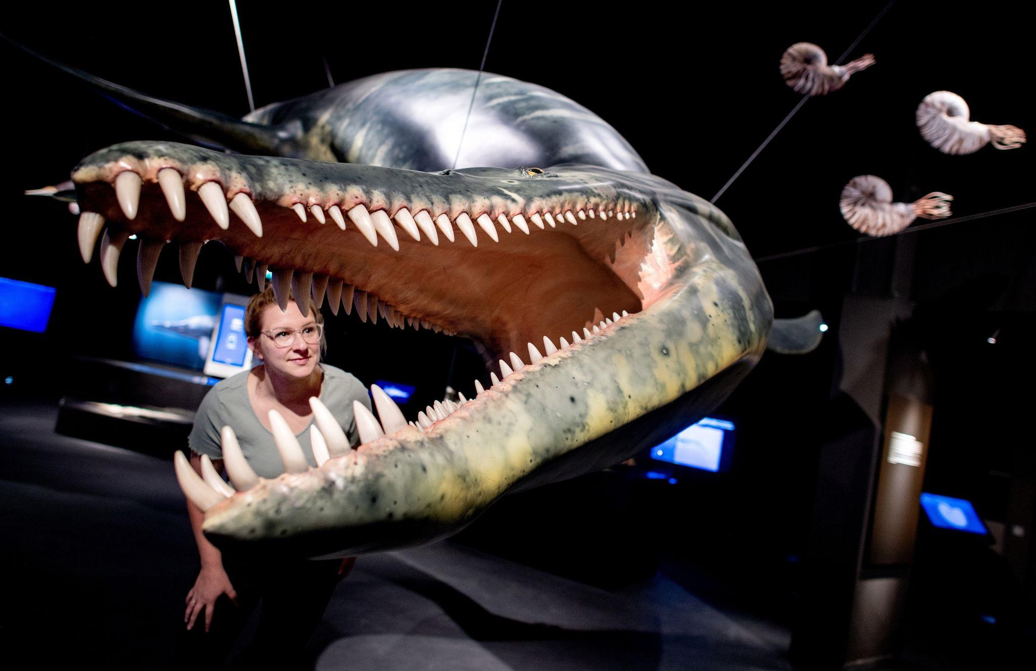 Meeressaurier am Jadebusen und Fahrradversand mit der Bahn