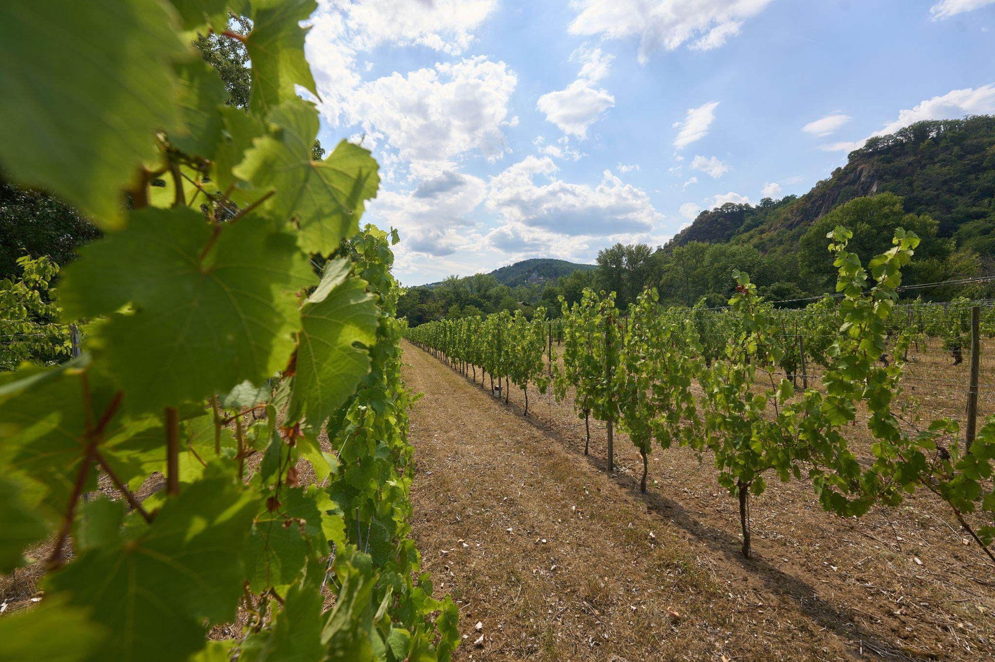 Reif auf der Insel: Wein im Rhein