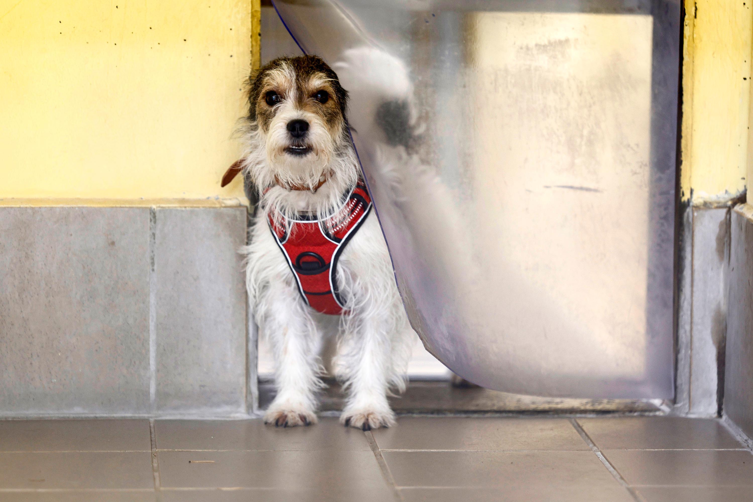Ein Haustier? Liebe Eltern, denkt darüber besser nochmal nach!