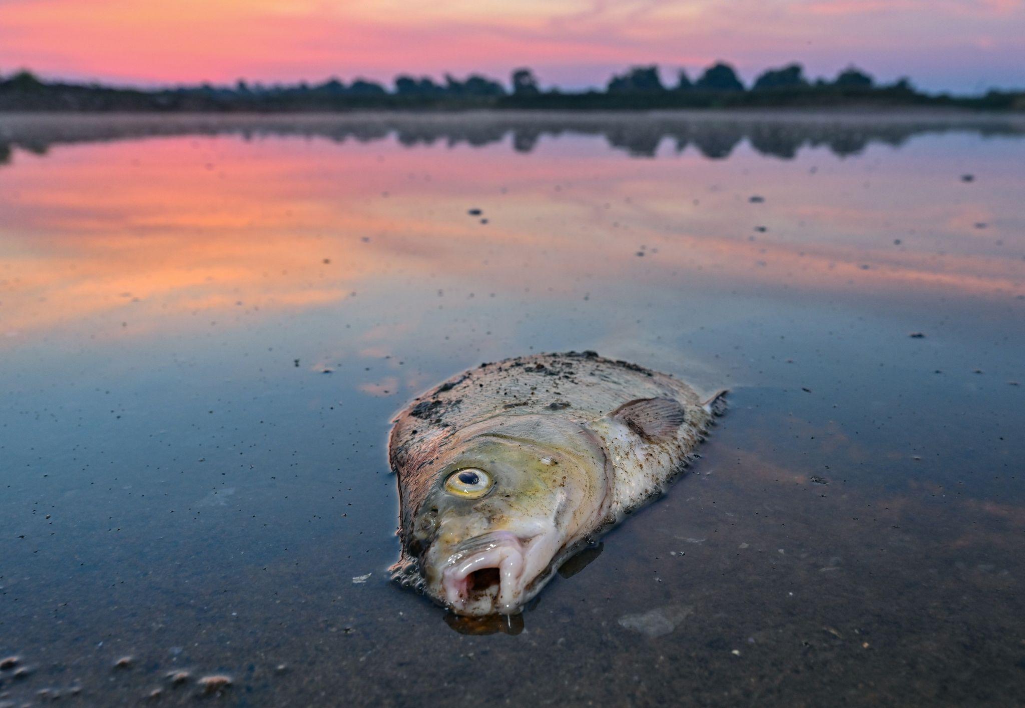 Dürre, Gasumlage und Millionen tote Fische: Das sind unsere Bilder der ...