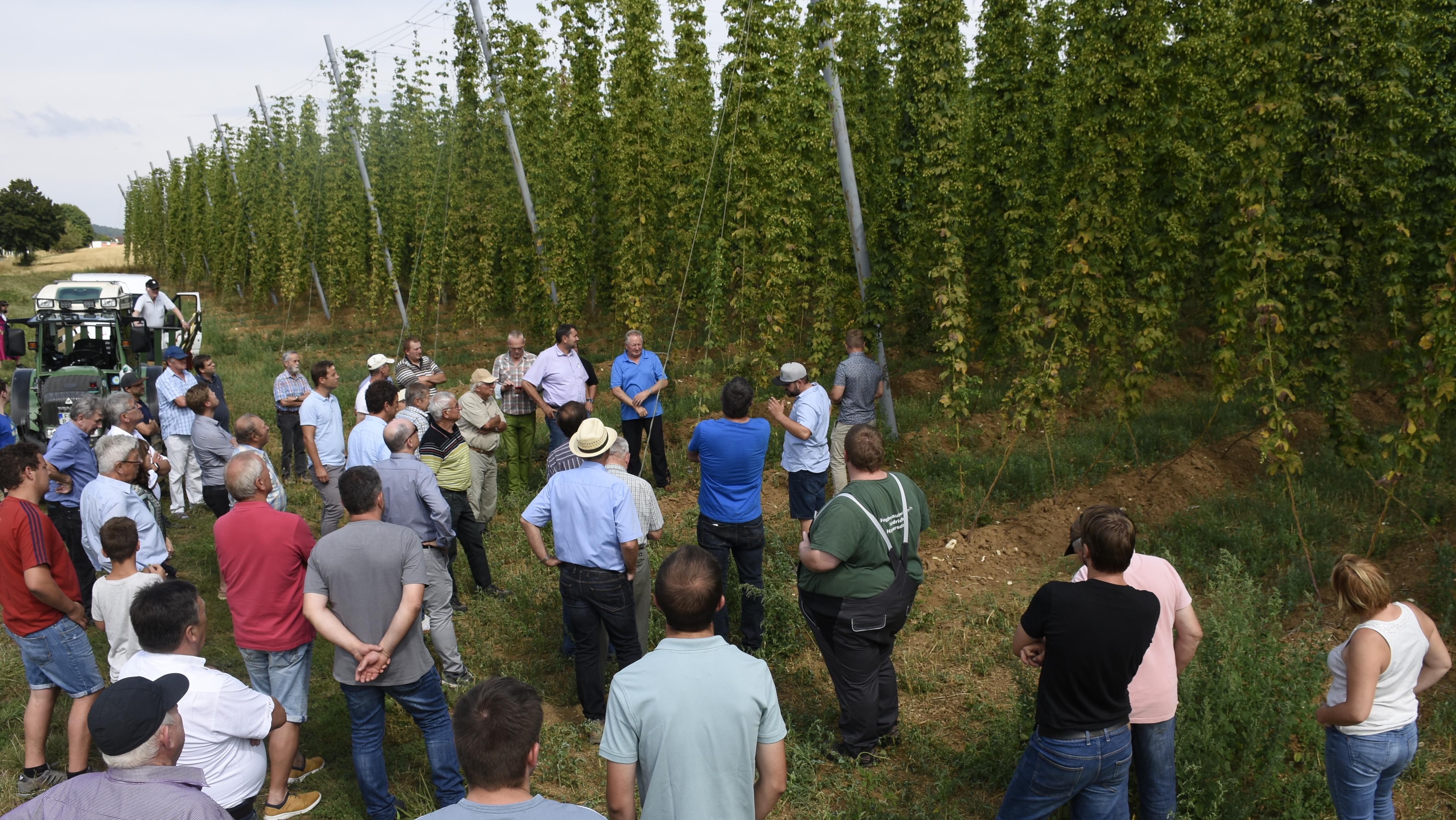 Hopfen: Heißes trockenes Wetter und Ukrainekrieg sorgen für Probleme