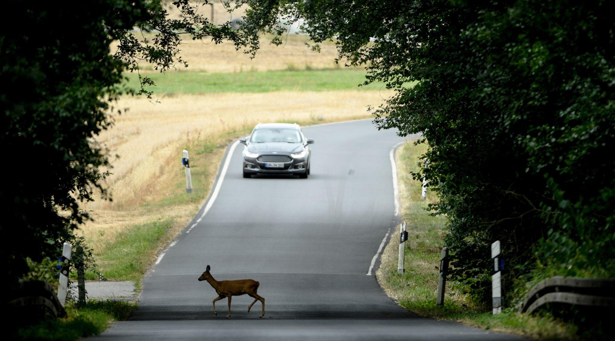 Wie man bei Wildwechsel richtig reagiert