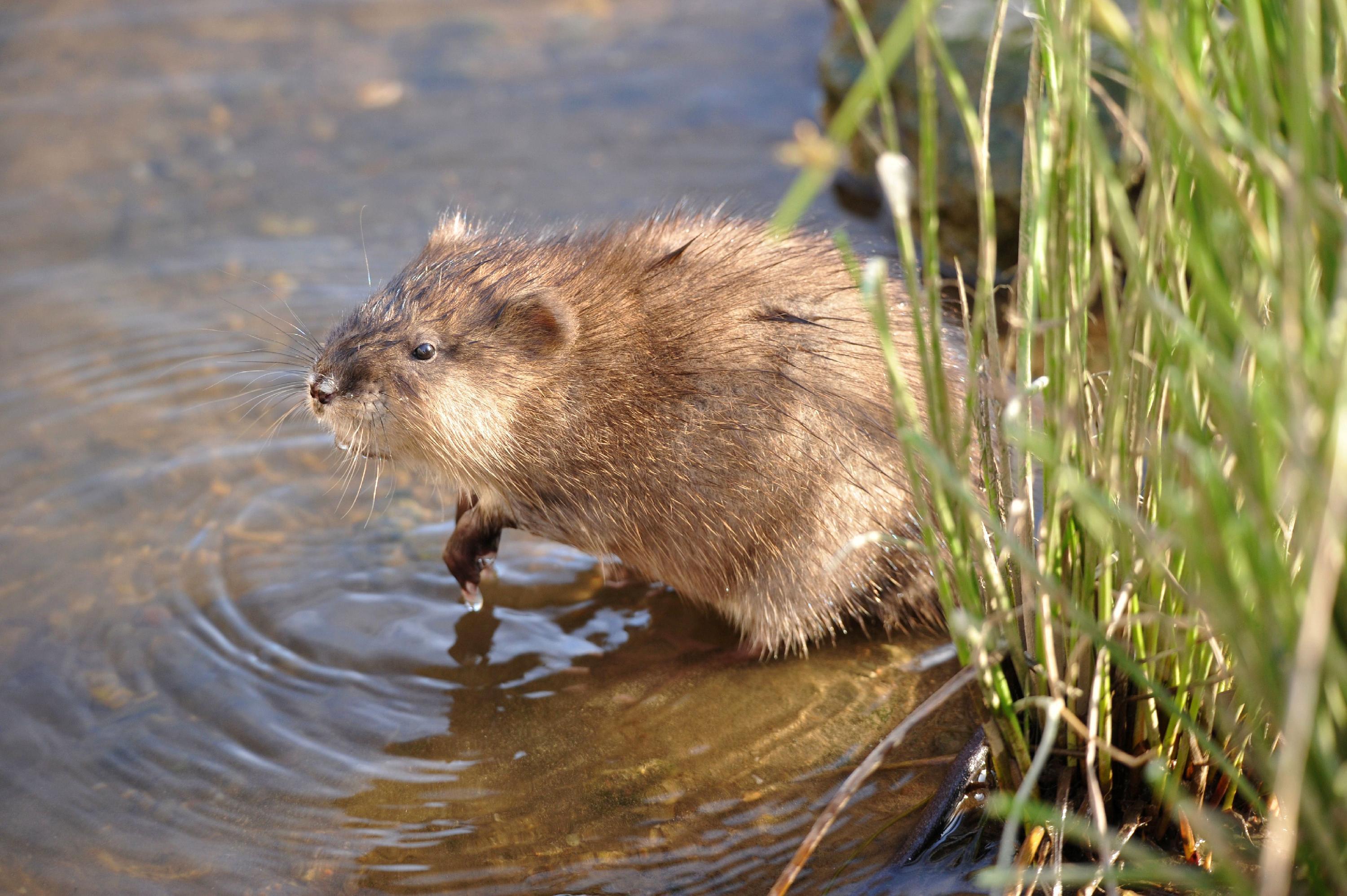 Bisamratten fangen: So geht es richtig