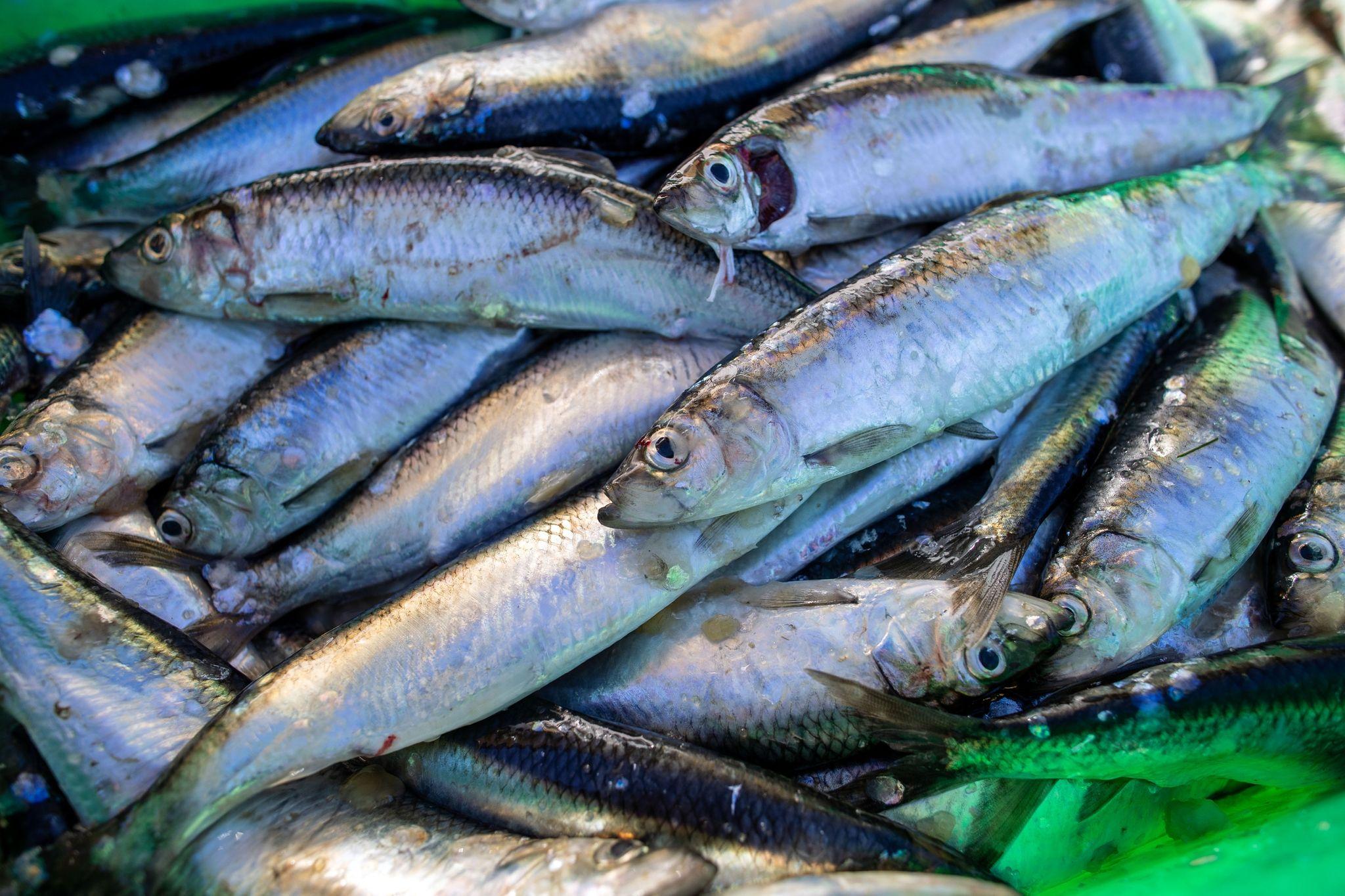 Fischerei: Dorsch und Hering 2023 weiter unter Schutz