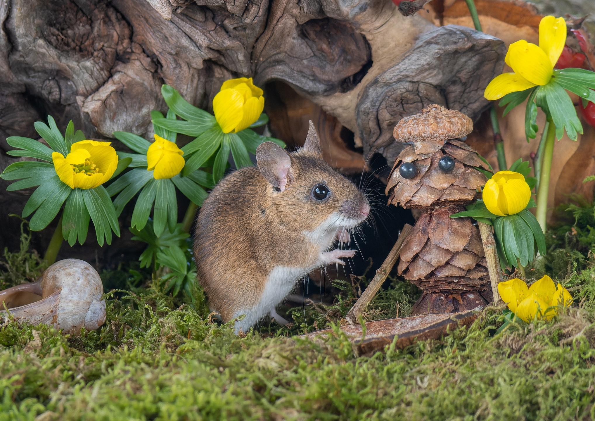 Spaß auf Instagram! Wie eine schlaue Maus aus Obermichelbach zum ...