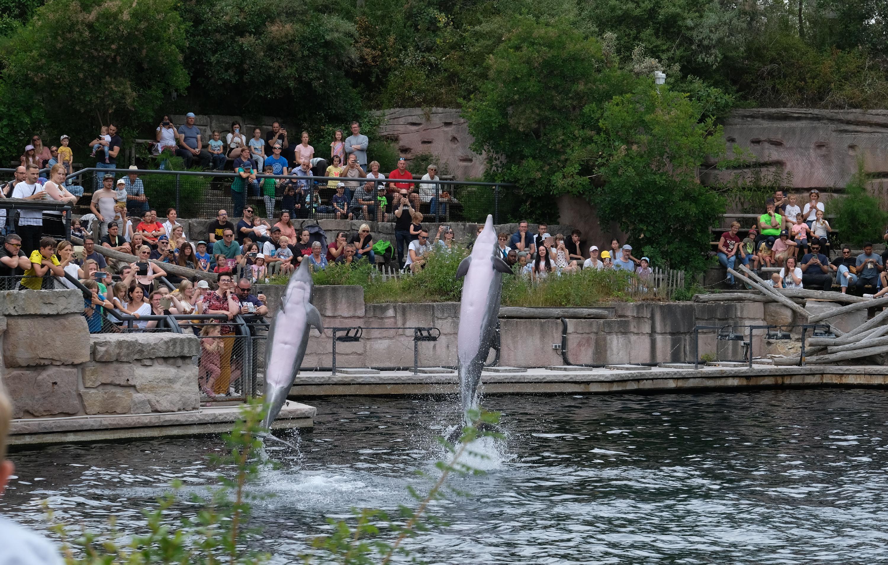 Vom Erdmännchen bis zum Delfin: So kann man Tieren in Nürnberg helfen