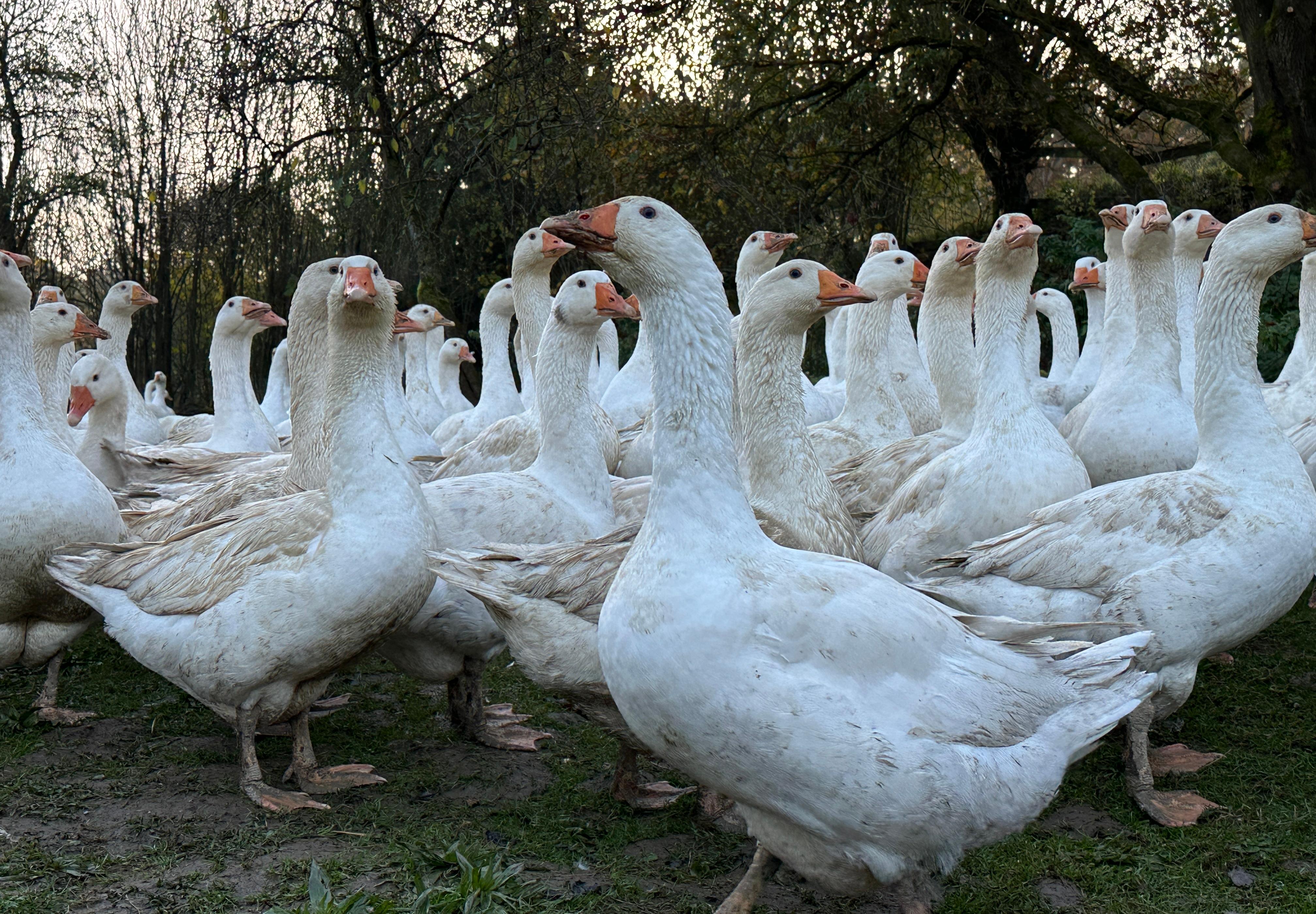 Der Festtagsbraten wird deutlich teurer: Erste Metzger streichen Gänse ...