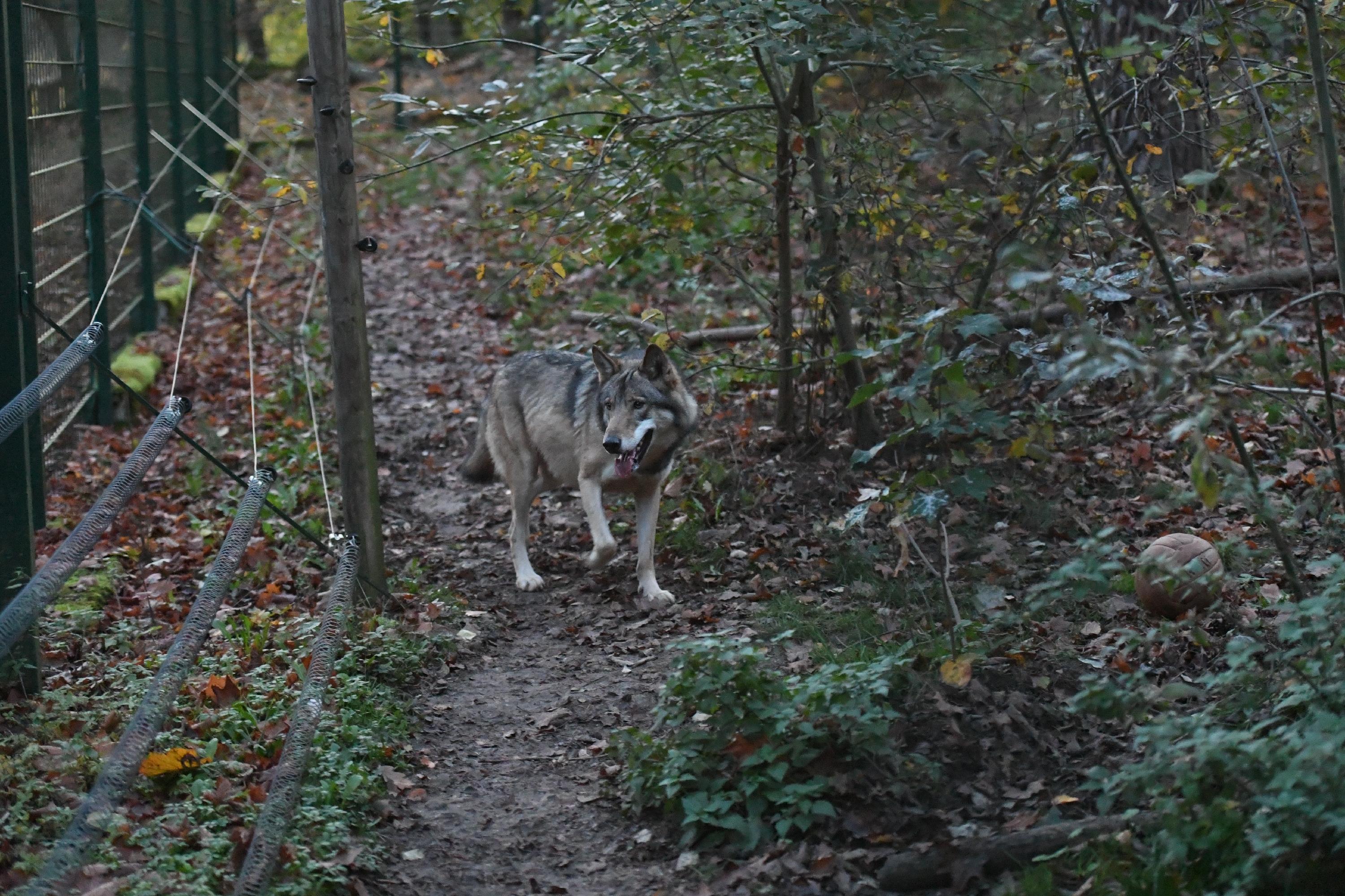 Schutz vor dem Wolf: Staat bezuschusst sichere Zäune