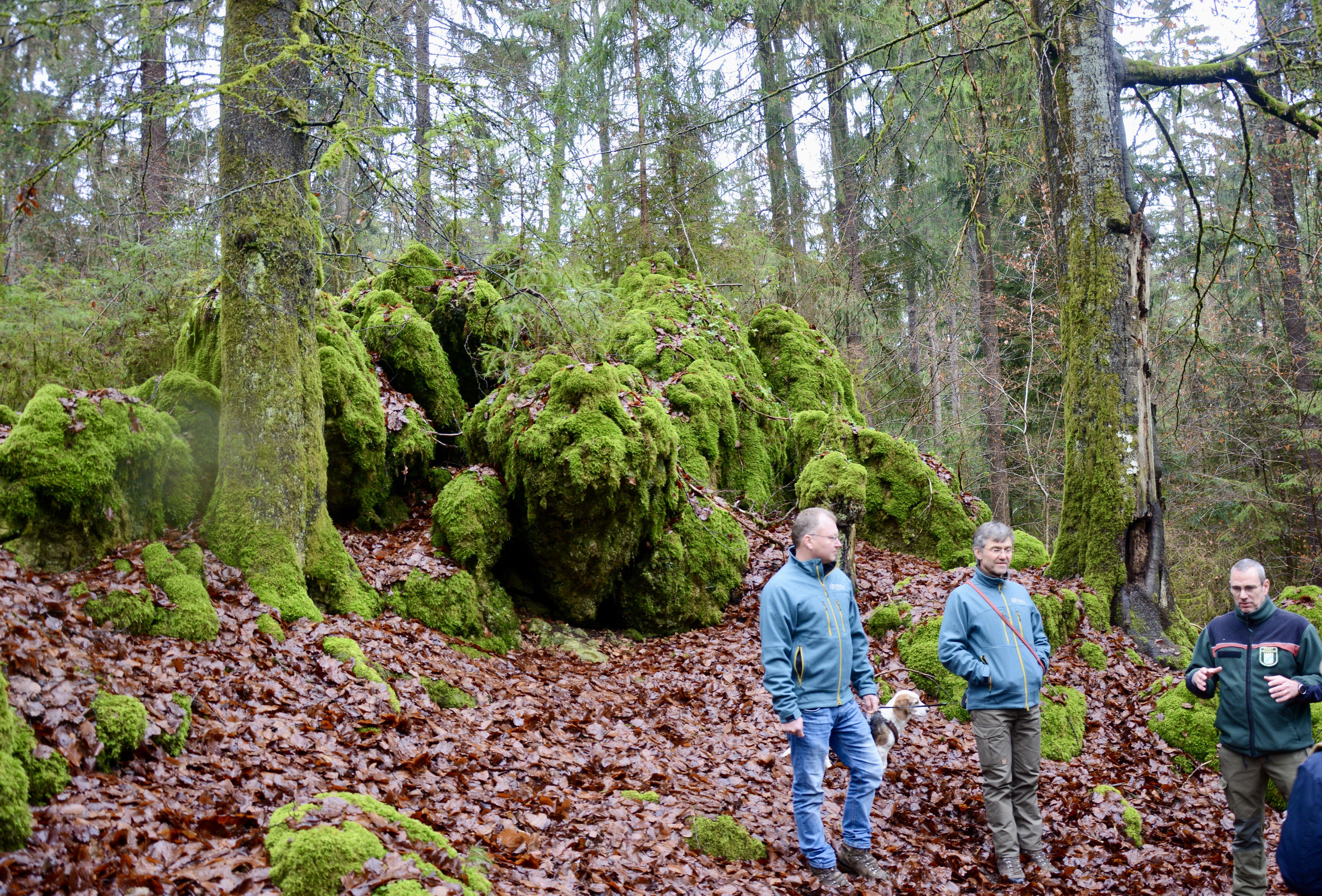 "Urwald" bei Lauterhofen: Der Grafenbucher Forst ist ein wichtiger ...