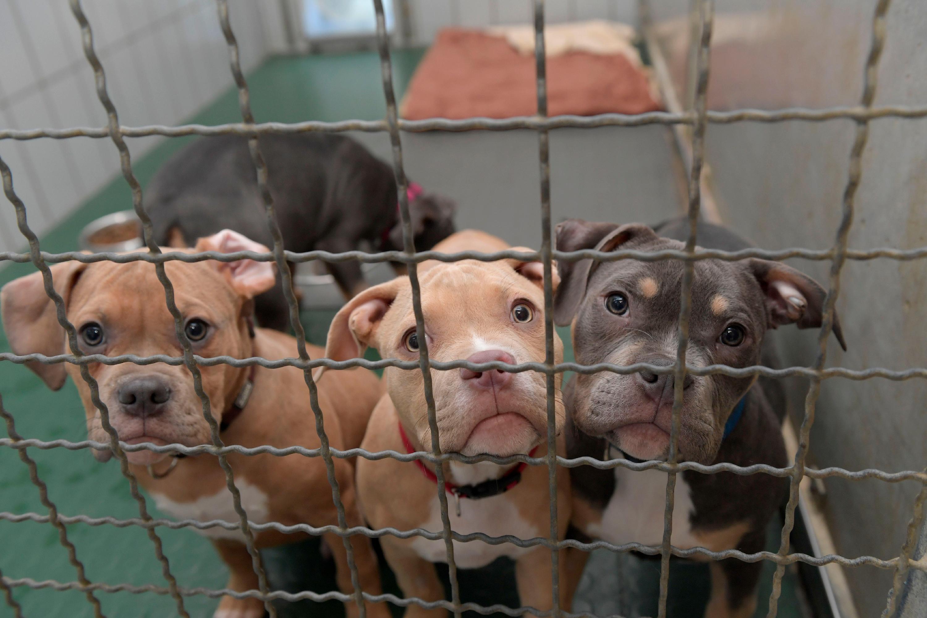 Neumarkterin hat verbotene Rasse gehalten: Vier Hundewelpen im Tierheim