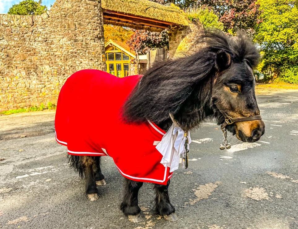 Pony Patrick wird Bürgermeister - und erhält Pub-Verbot