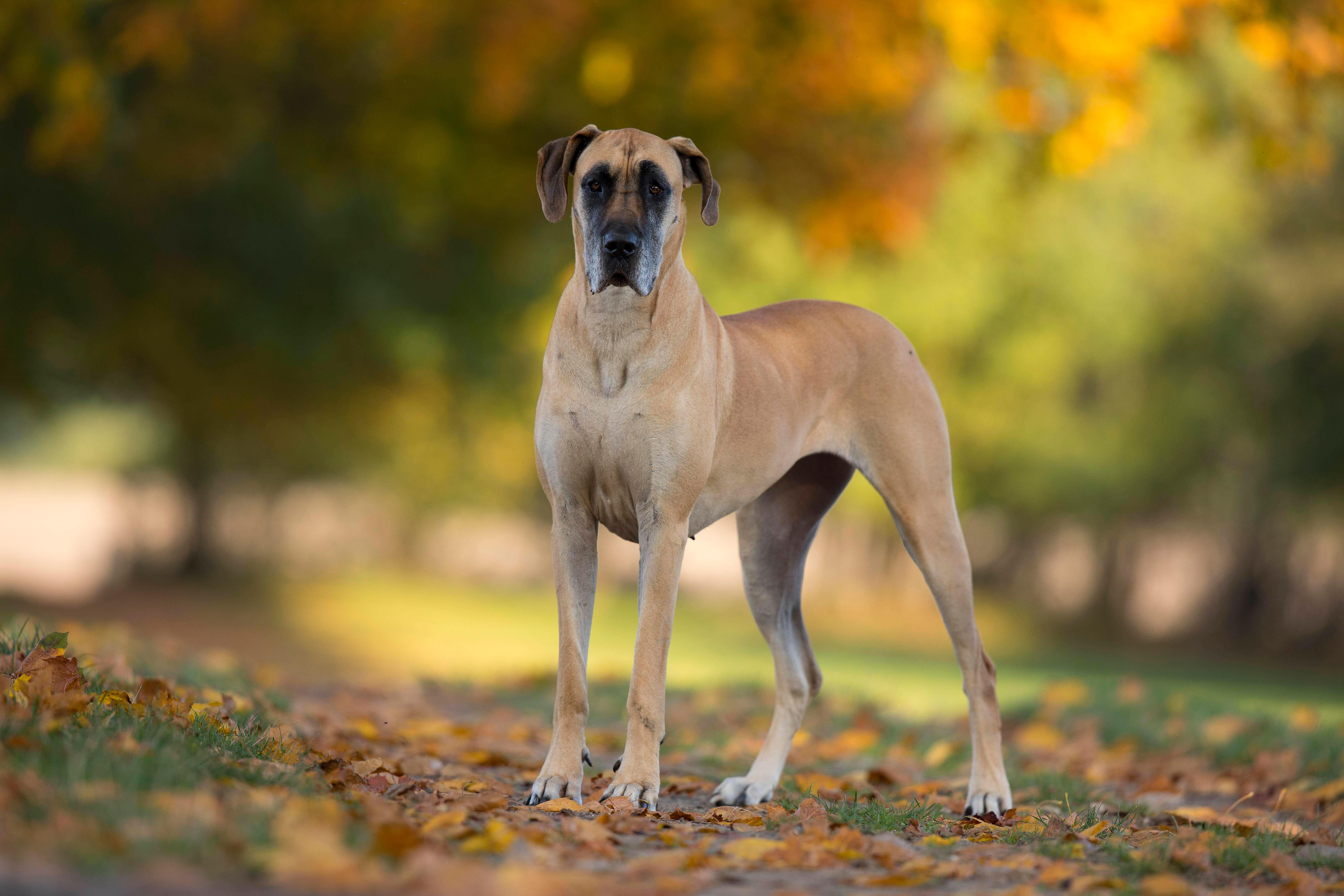 Hund rennt Frau um - und beißt ihren Hund mehrmals