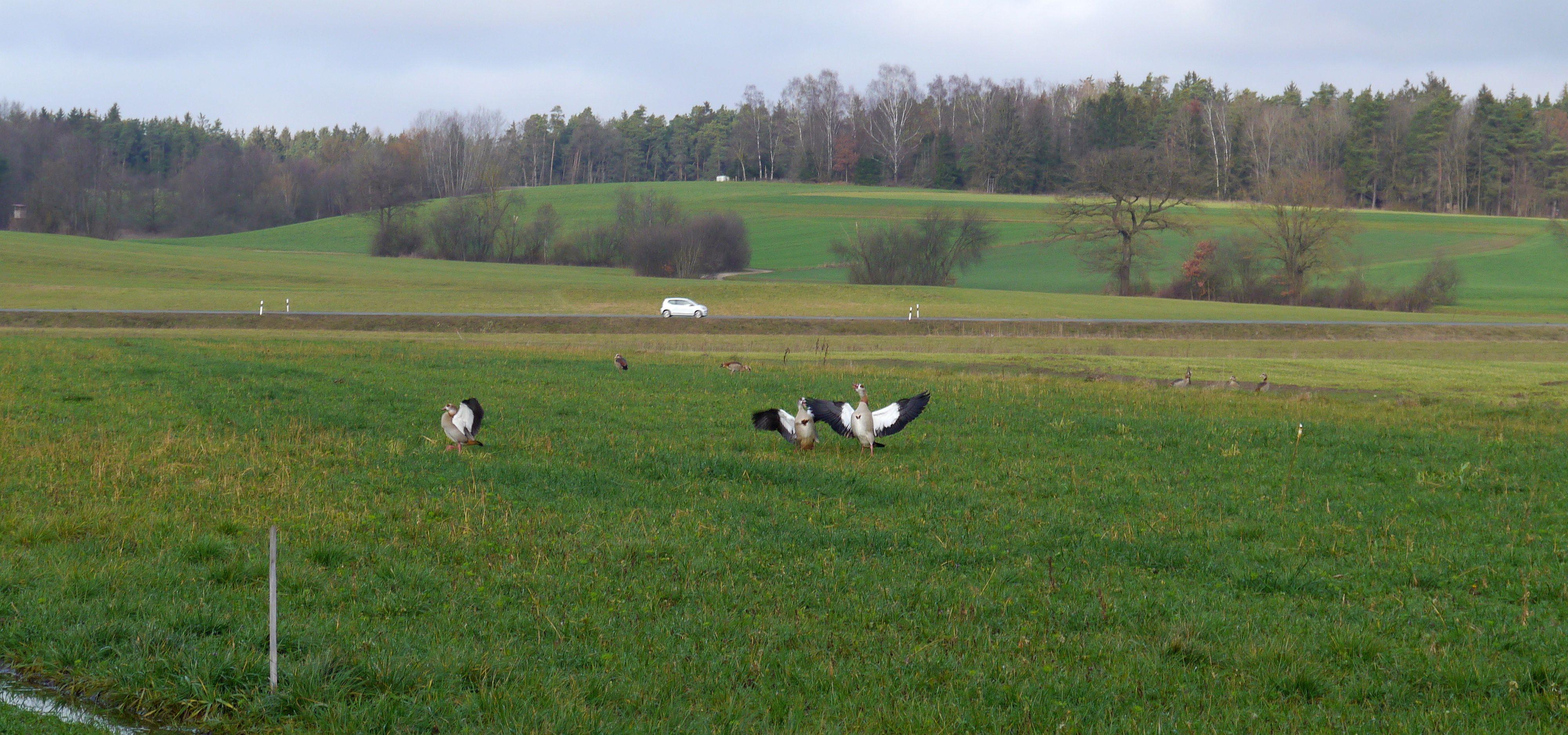 Gans viel Geschnatter und Geflatter: Nilganter raufen bei Holzheim um ...