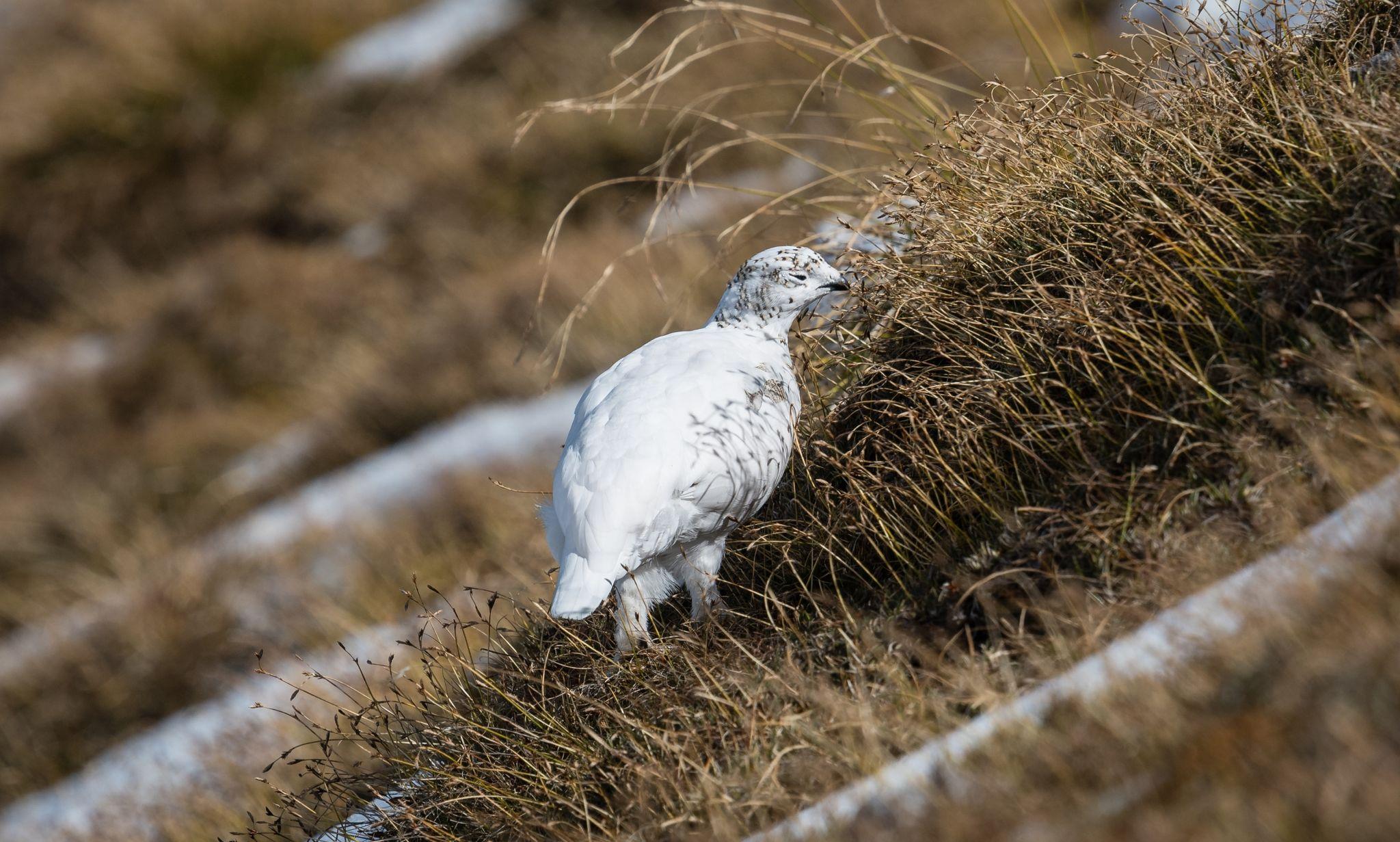Schneehuhn im Grünen - Alpentiere leiden im milden Winter
