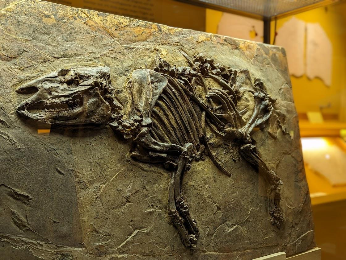 Internationale Fossilienstars sind zu Gast in Solnhofen