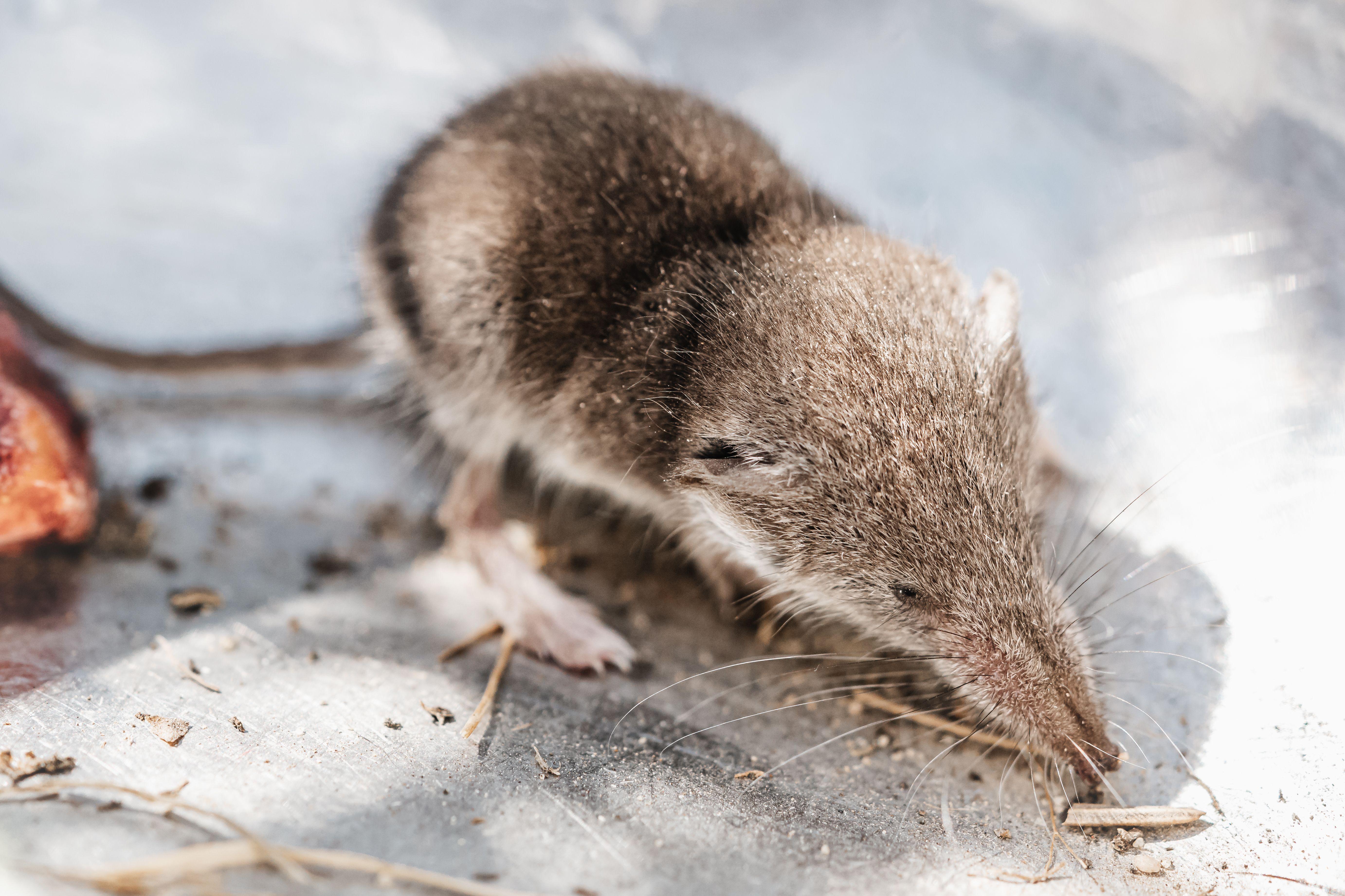 Vorsicht giftig: Diese zehn deutschen Tiere sind sogar für Menschen ...