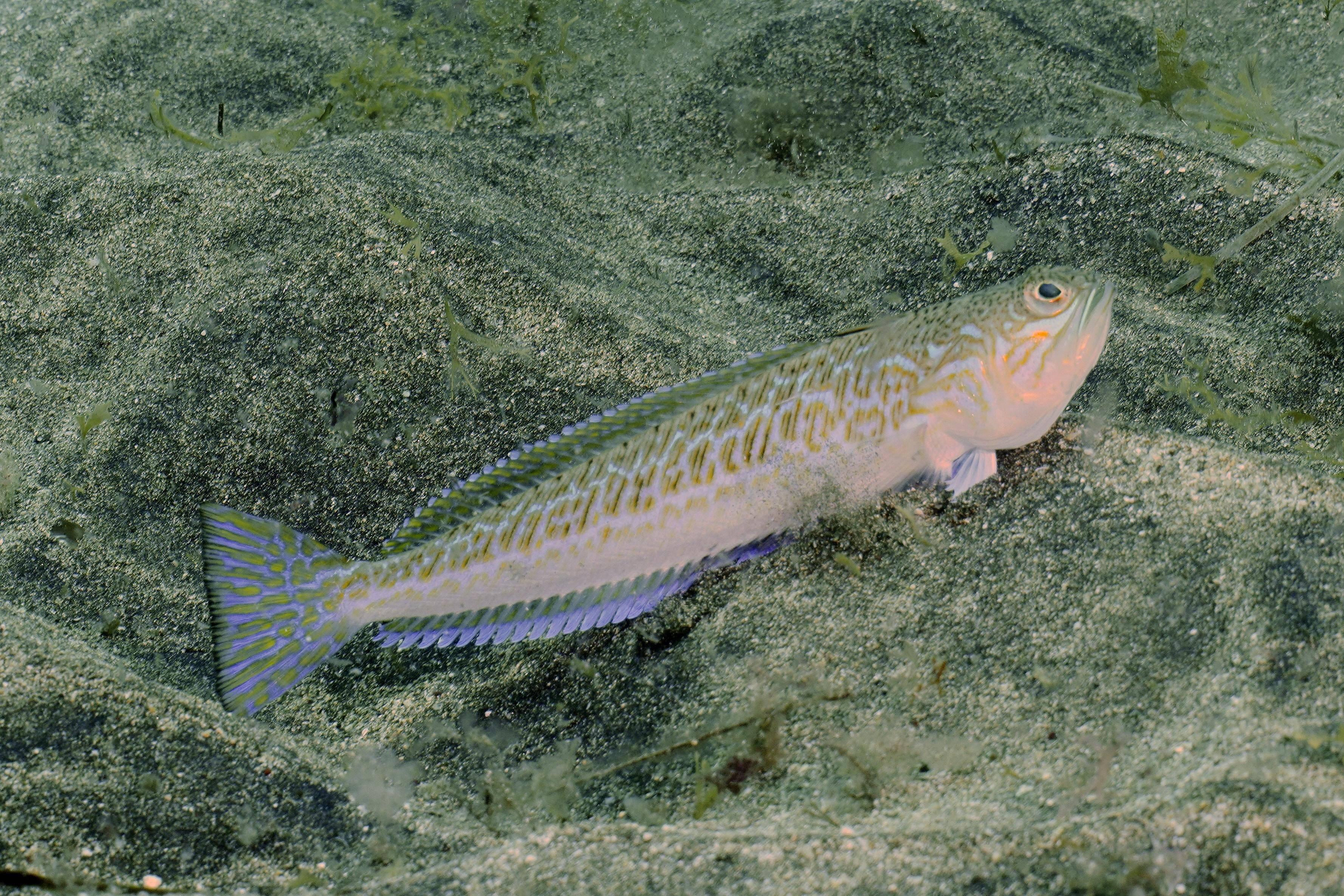 Vorsicht giftig: Diese zehn deutschen Tiere sind sogar für Menschen ...