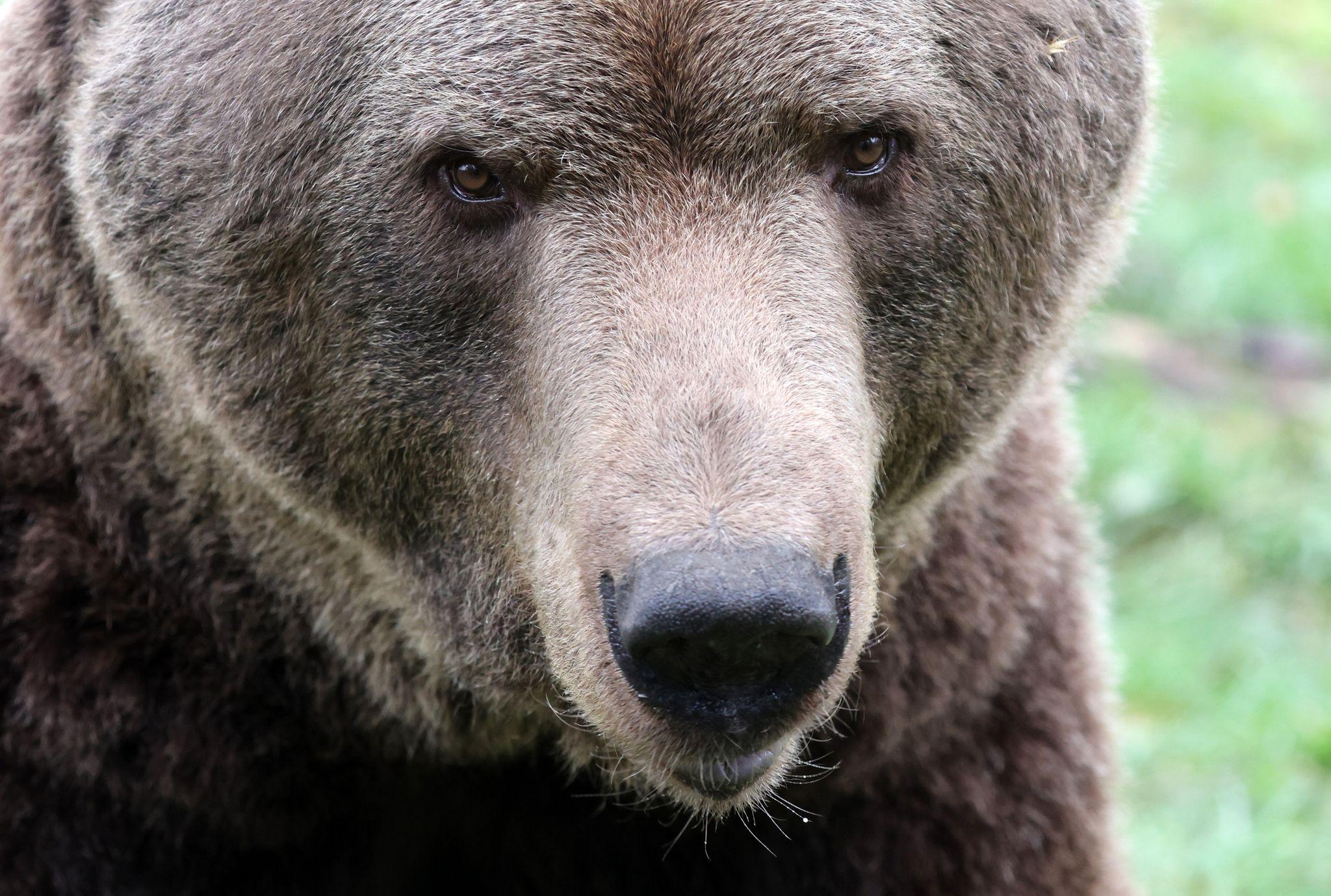 Verhaltenstipps: So verhalten Sie sich richtig, wenn ein Bär auf dem ...