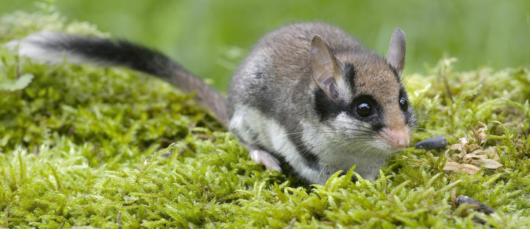 Vom Bilch bis zur Seidenbiene: Diese Tiere und Pflanzen des Jahres sind ...