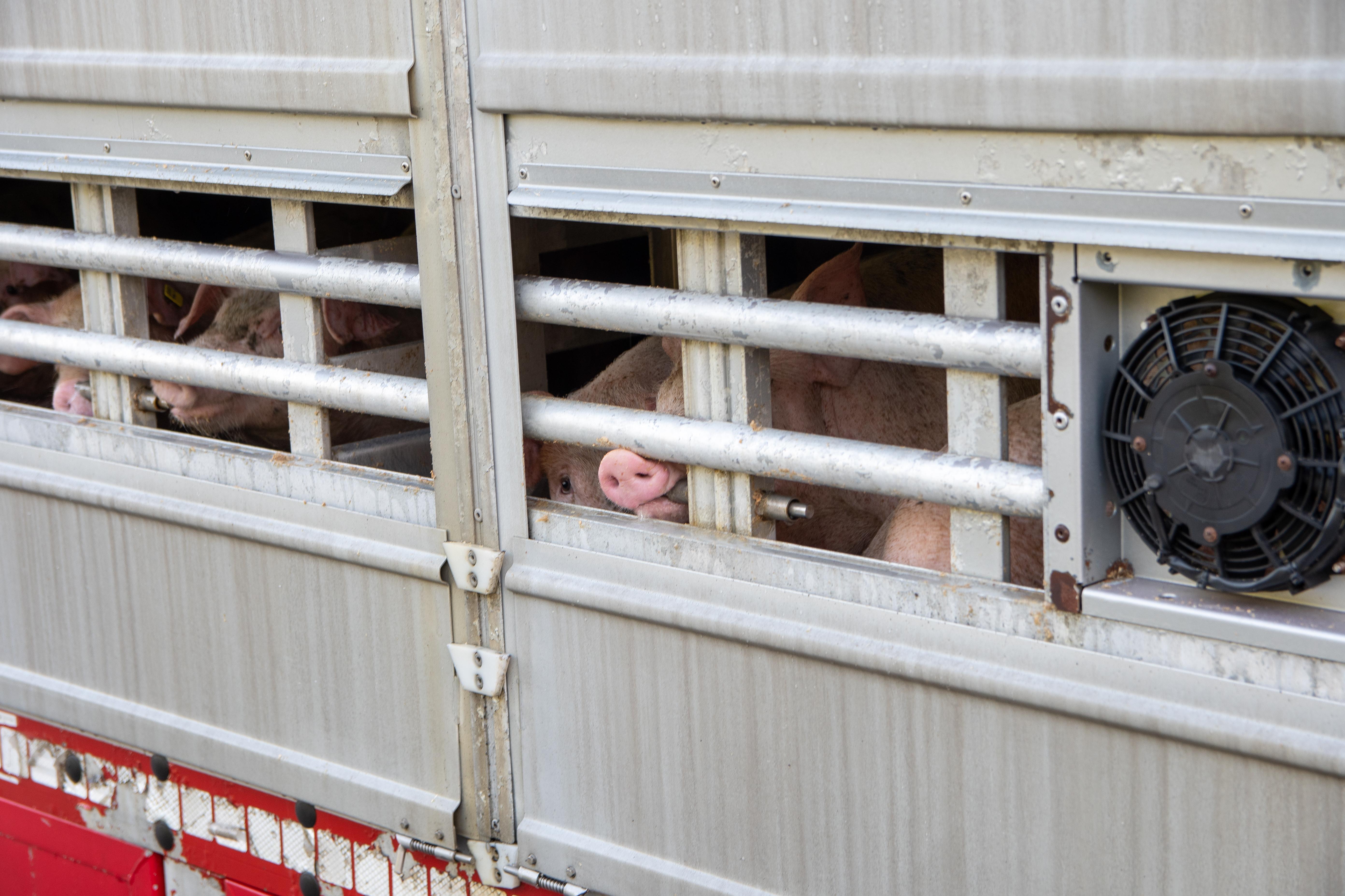 Totes Ferkel bei Laster-Überprüfung entdeckt