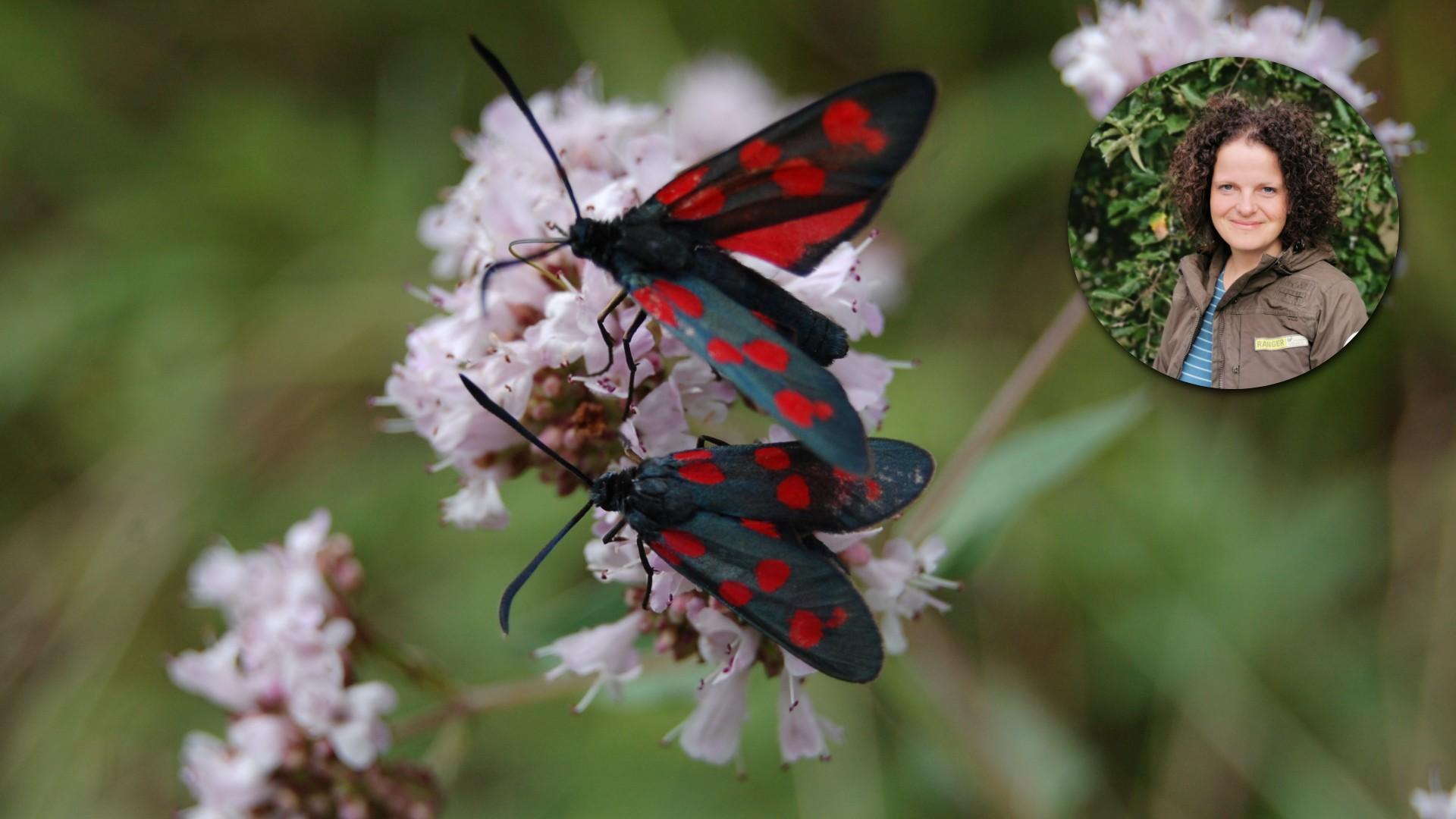Artenvielfalt bedroht? So steht es um die Insekten in der Fränkischen ...