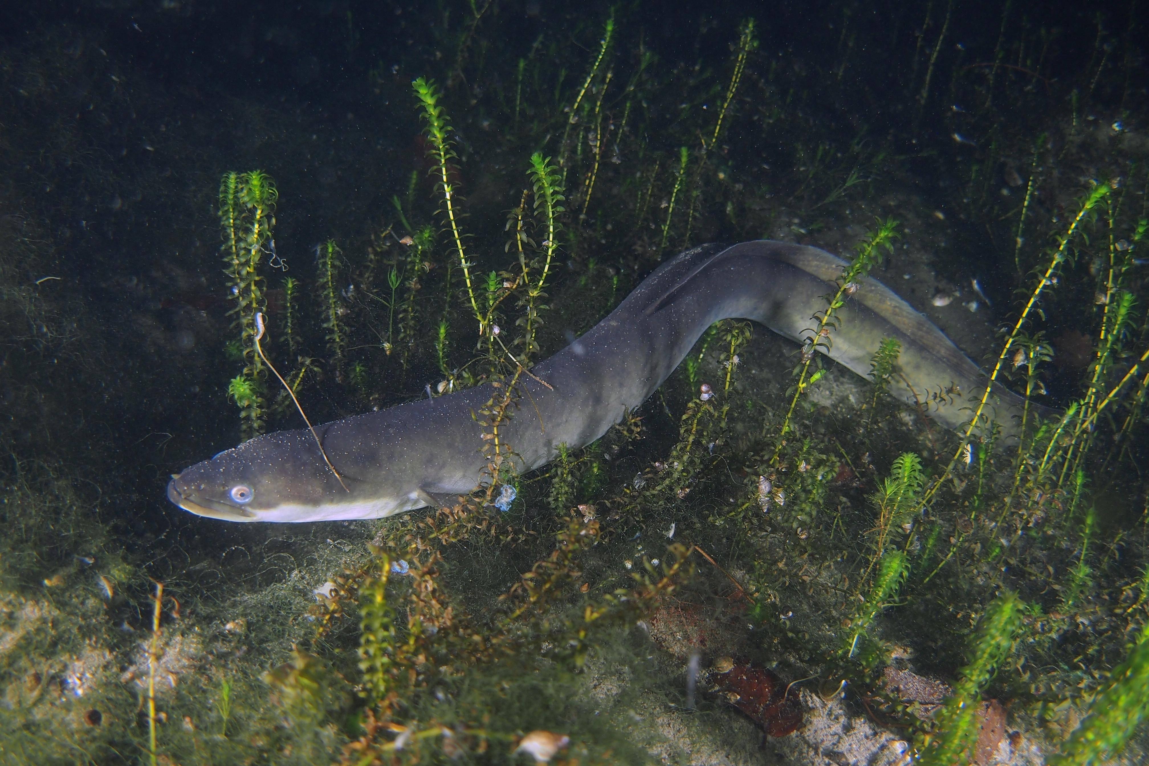 Wasserskorpione, Waller, Egel, Schlangen - diese Tiere lauern in ...