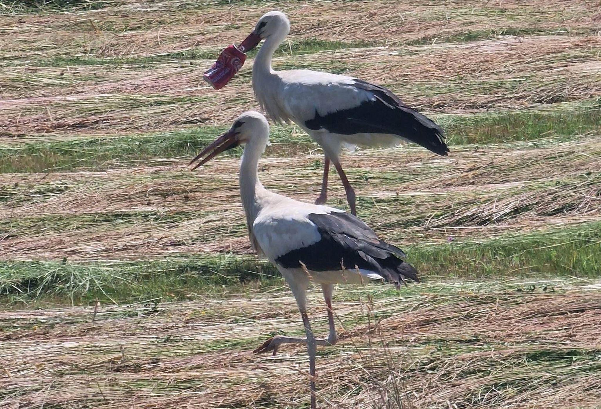 Mit Schnabel in Getränkedose: Sorge um Storch in Frankreich | Nordbayern
