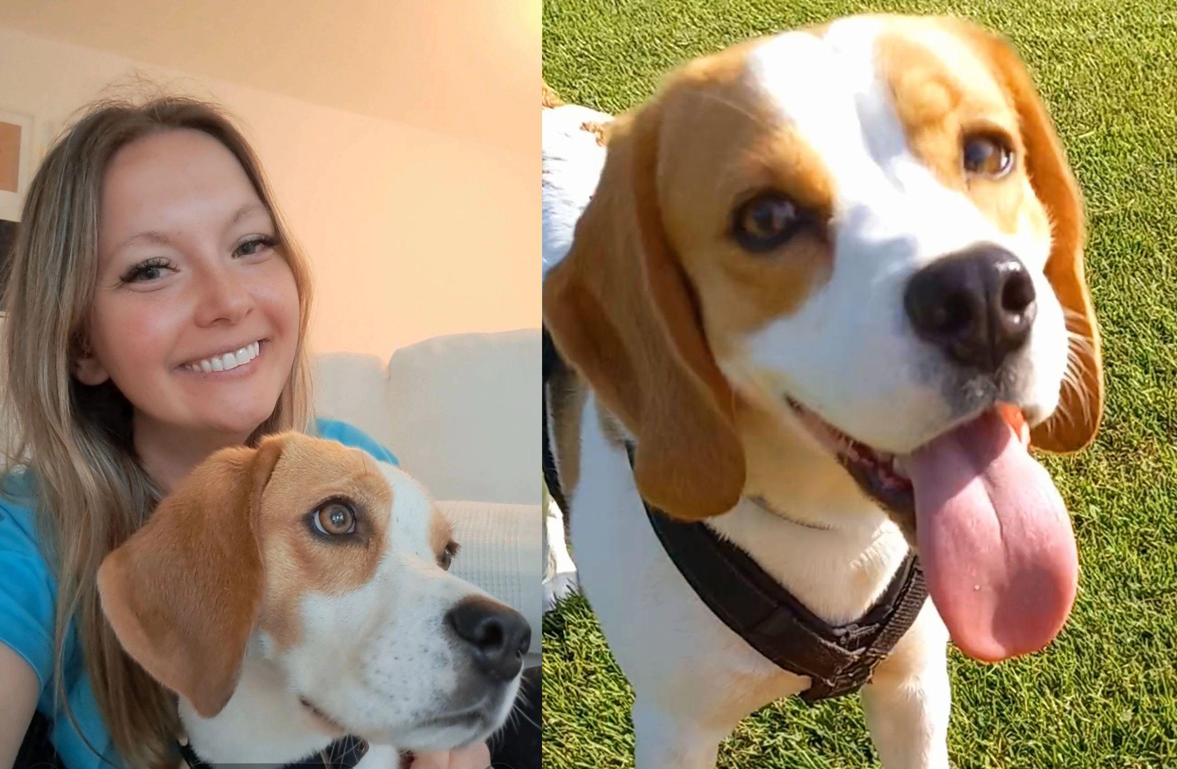 Beagle-Hündin Filou bringt Ruhe ins Klassenzimmer