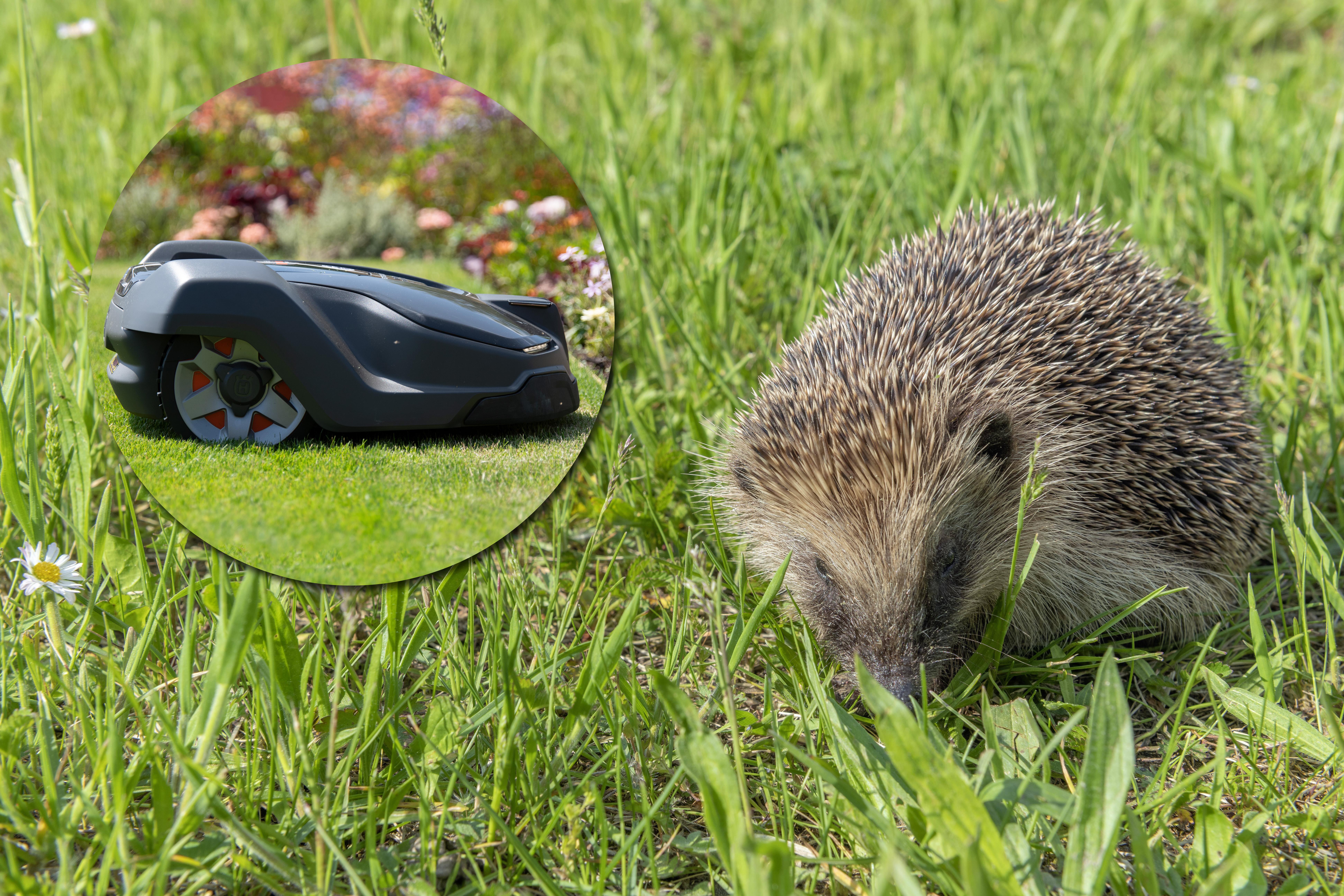 Mähroboter: Igel werden immer wieder zu Opfern - dabei könnte ein ...
