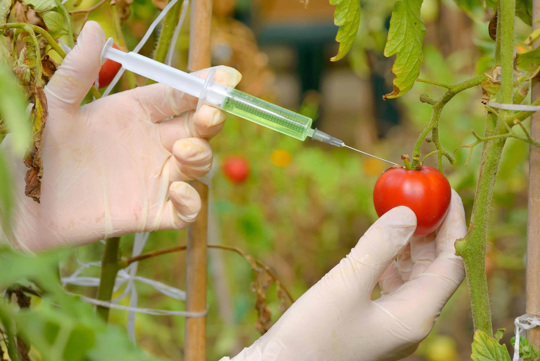 In Fürth schrillen die Alarmglocken: Genfood bald ohne Kennzeichnung?