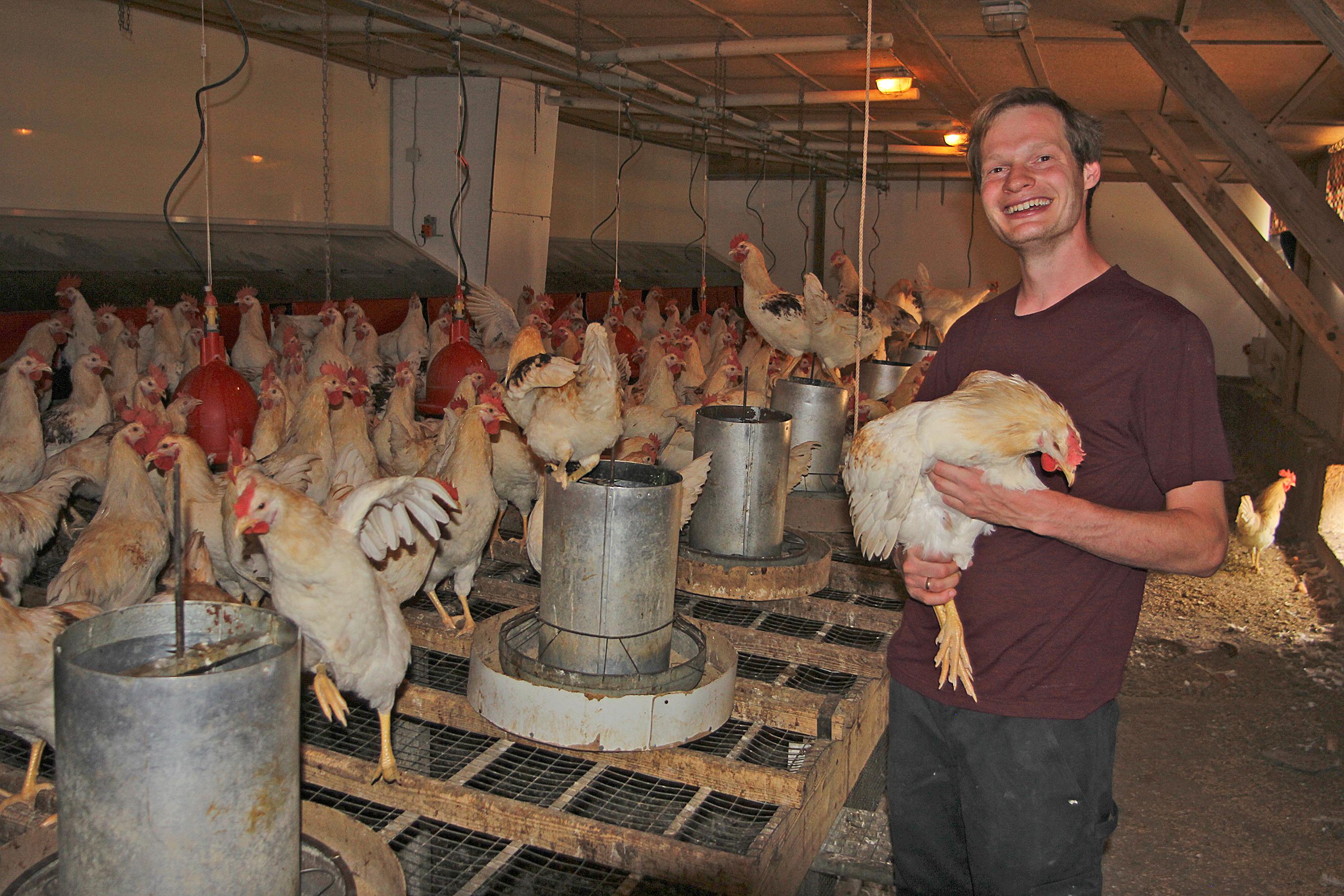 Parität im Geflügelstall: Züchter Daniel Rupprecht zieht 1300 ...