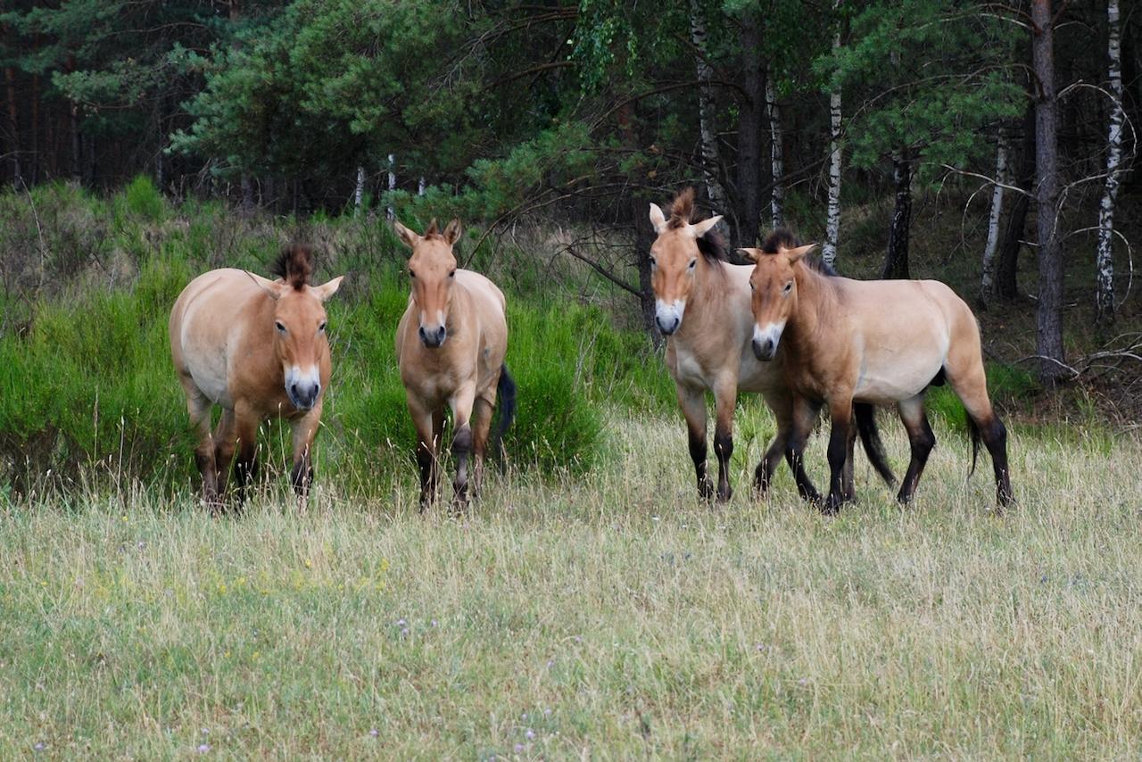 Die Junghengste "Yper" und "Yzop" verstärken die Przewalski-Herde im ...