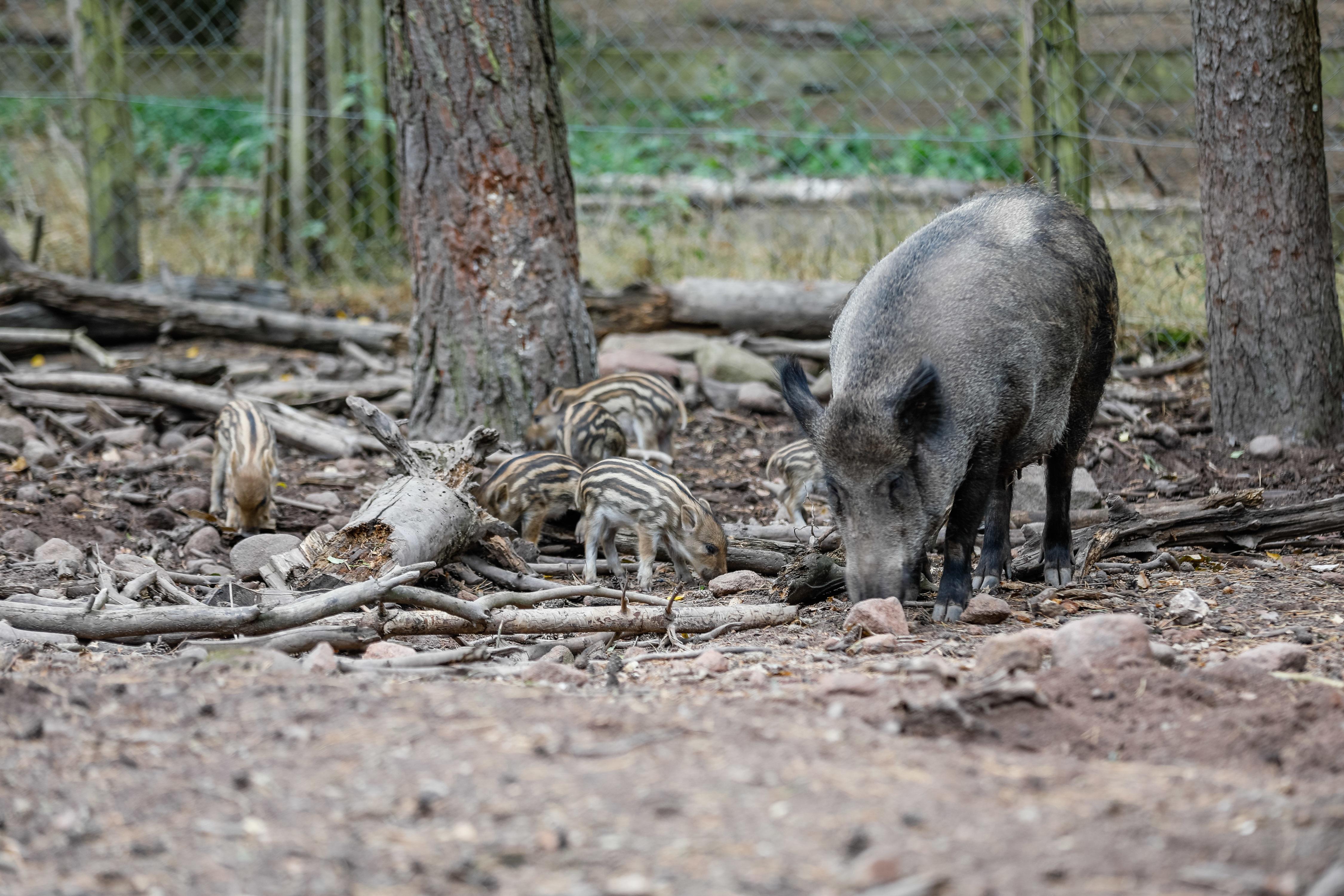 Immer wieder eine Wonne: Putziger Nachwuchs macht das Wildschweingehege ...