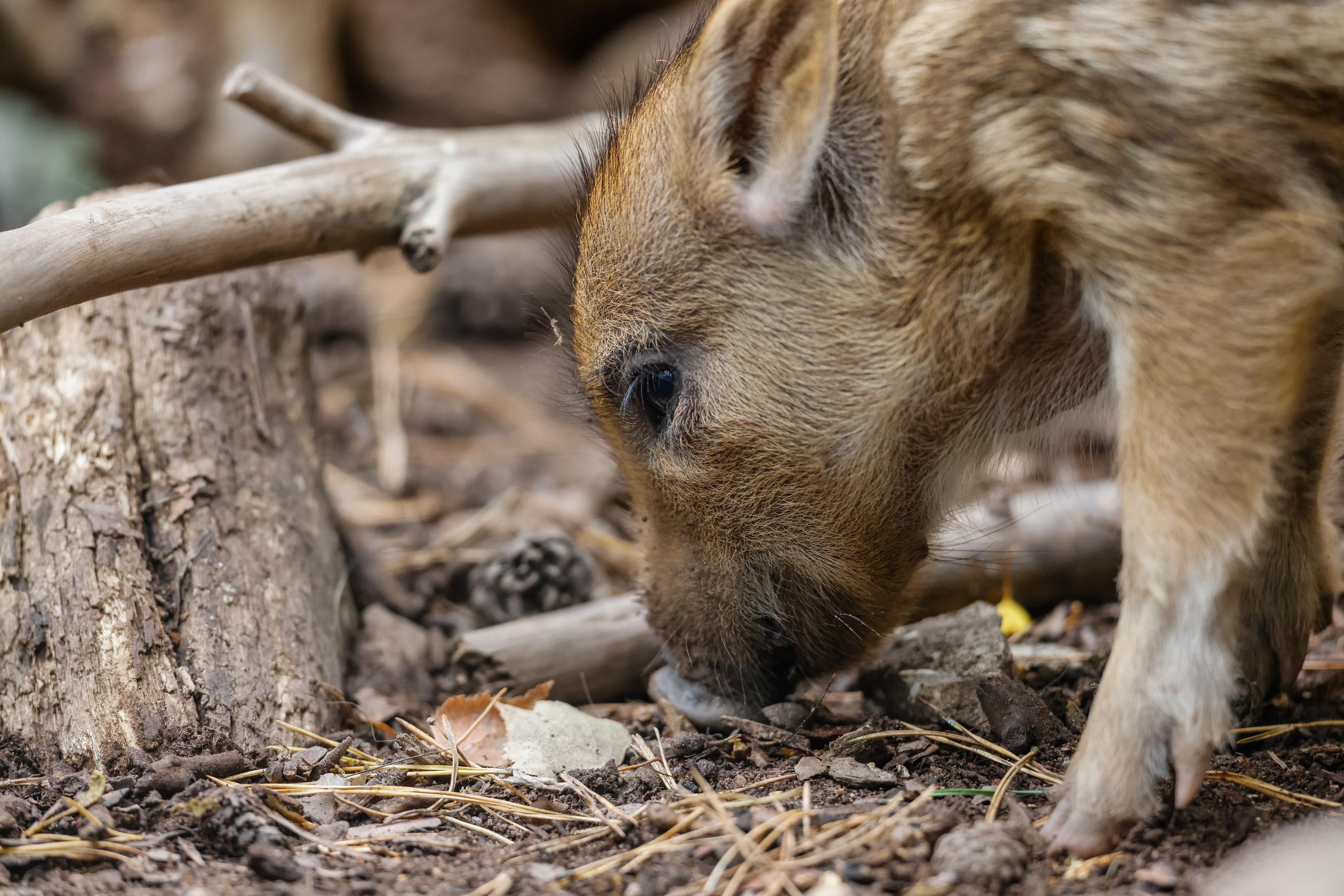 Immer wieder eine Wonne: Putziger Nachwuchs macht das Wildschweingehege ...
