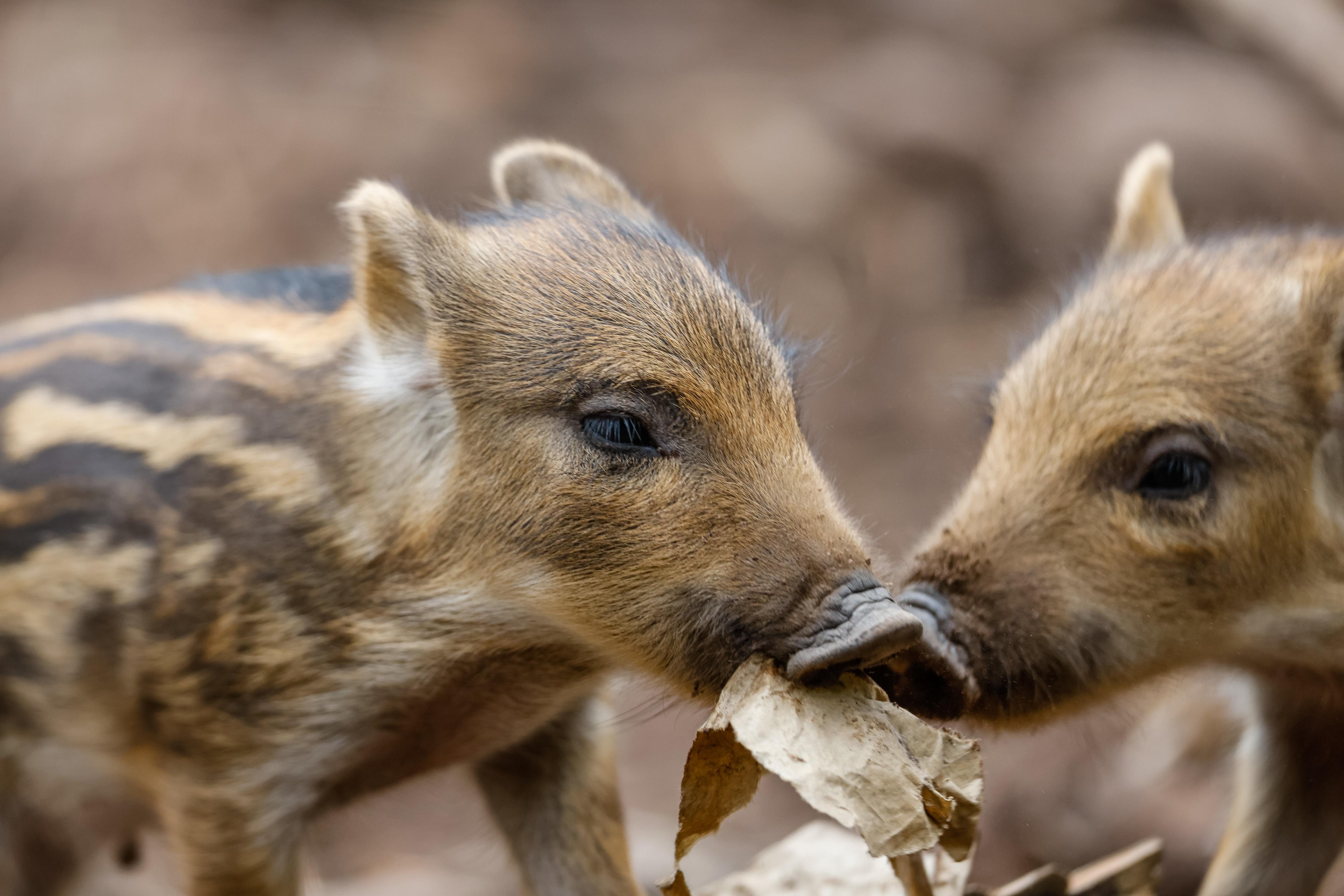 Immer wieder eine Wonne: Putziger Nachwuchs macht das Wildschweingehege ...