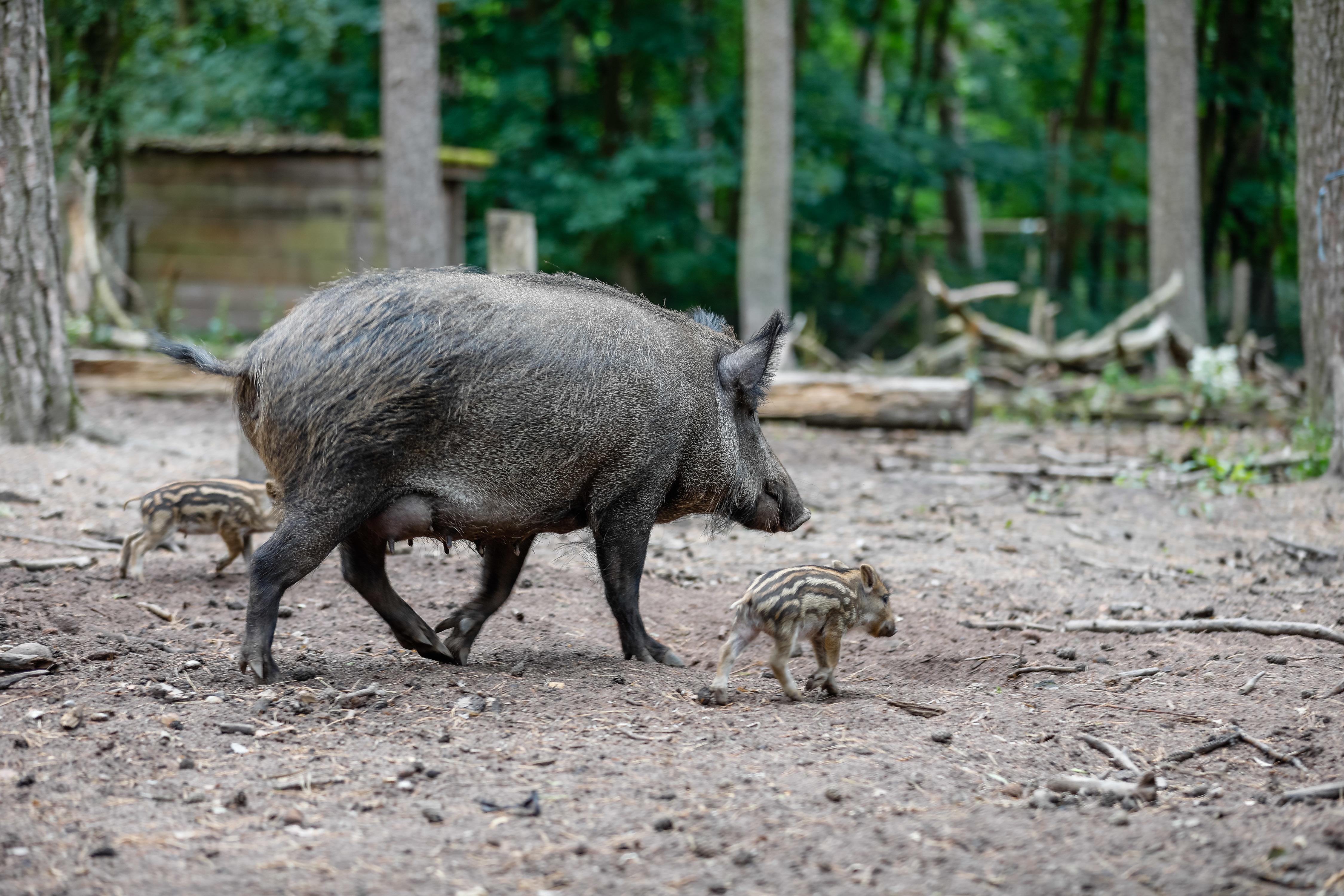 Immer wieder eine Wonne: Putziger Nachwuchs macht das Wildschweingehege ...